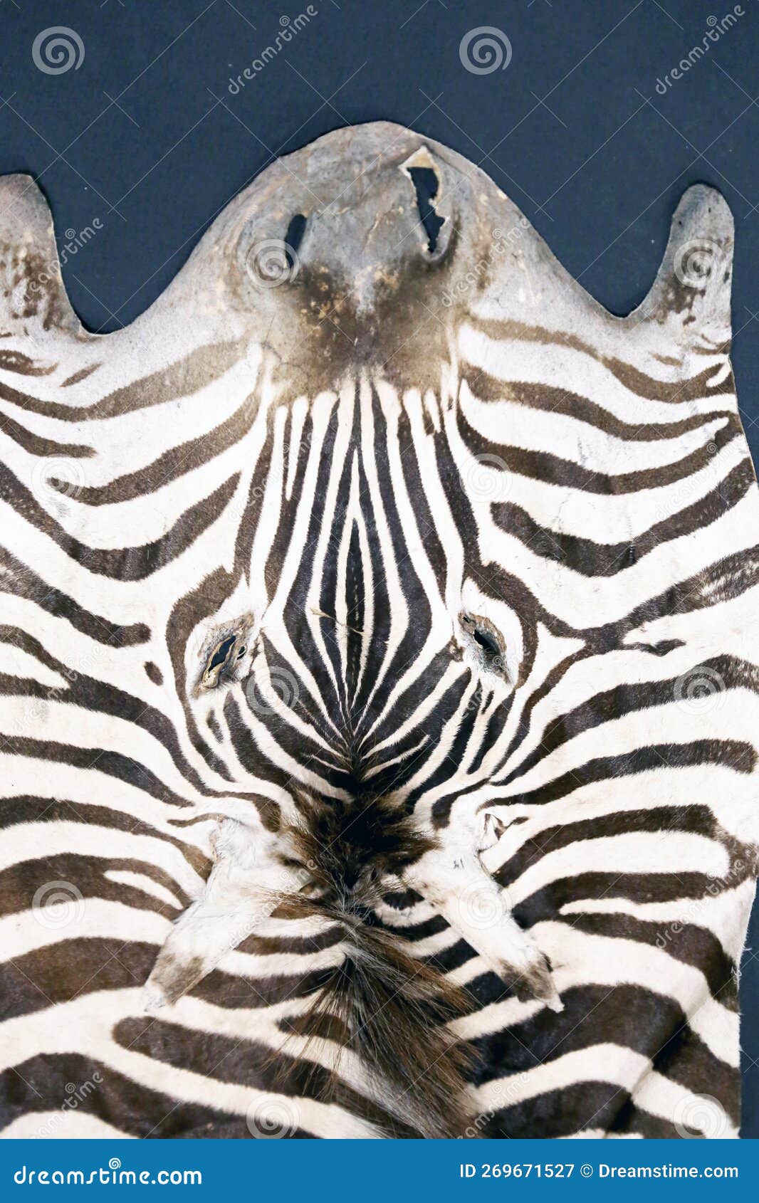 Close up of zebras fur stock image. Image of decoration - 269671527