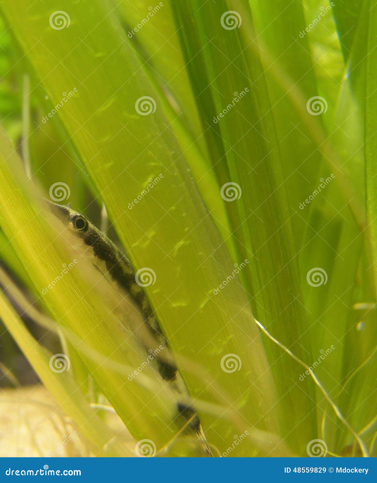 Oto Dwarf Suckermouth Otocinclus Vittatus Algae Eater Catfish Stock ...