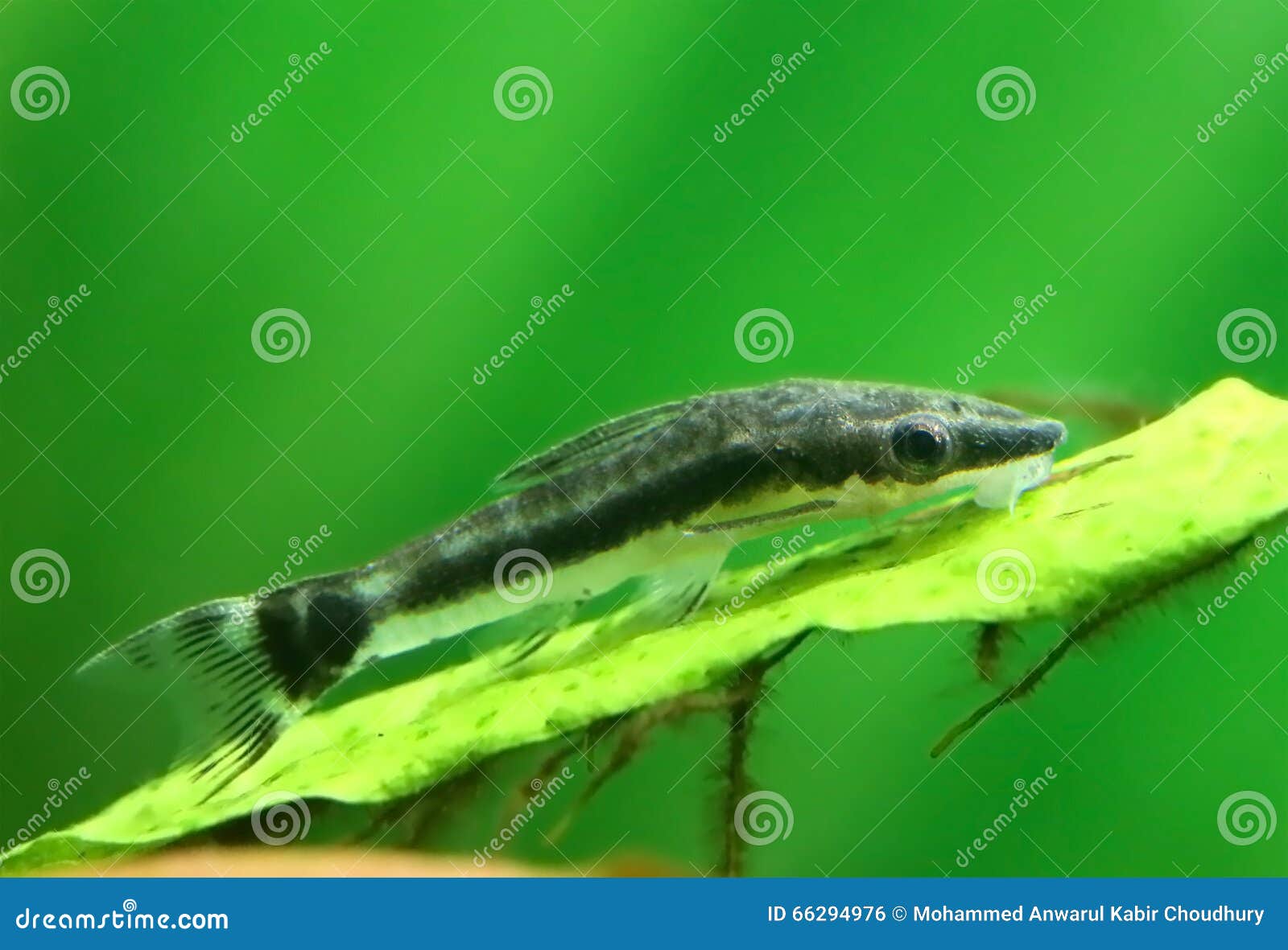 Otocinclus in Planted Aquarium Stock Photo - Image of catfish, sand ...