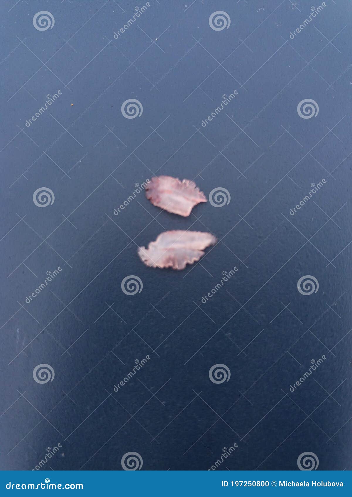 Otoliths of Perch Perca Fluviatilis Stock Photo - Image of female ...