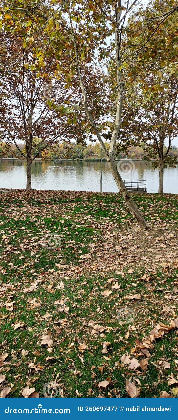 Otom Fall Down Leaves New Age Stock Image - Image of otom, fall: 260697477