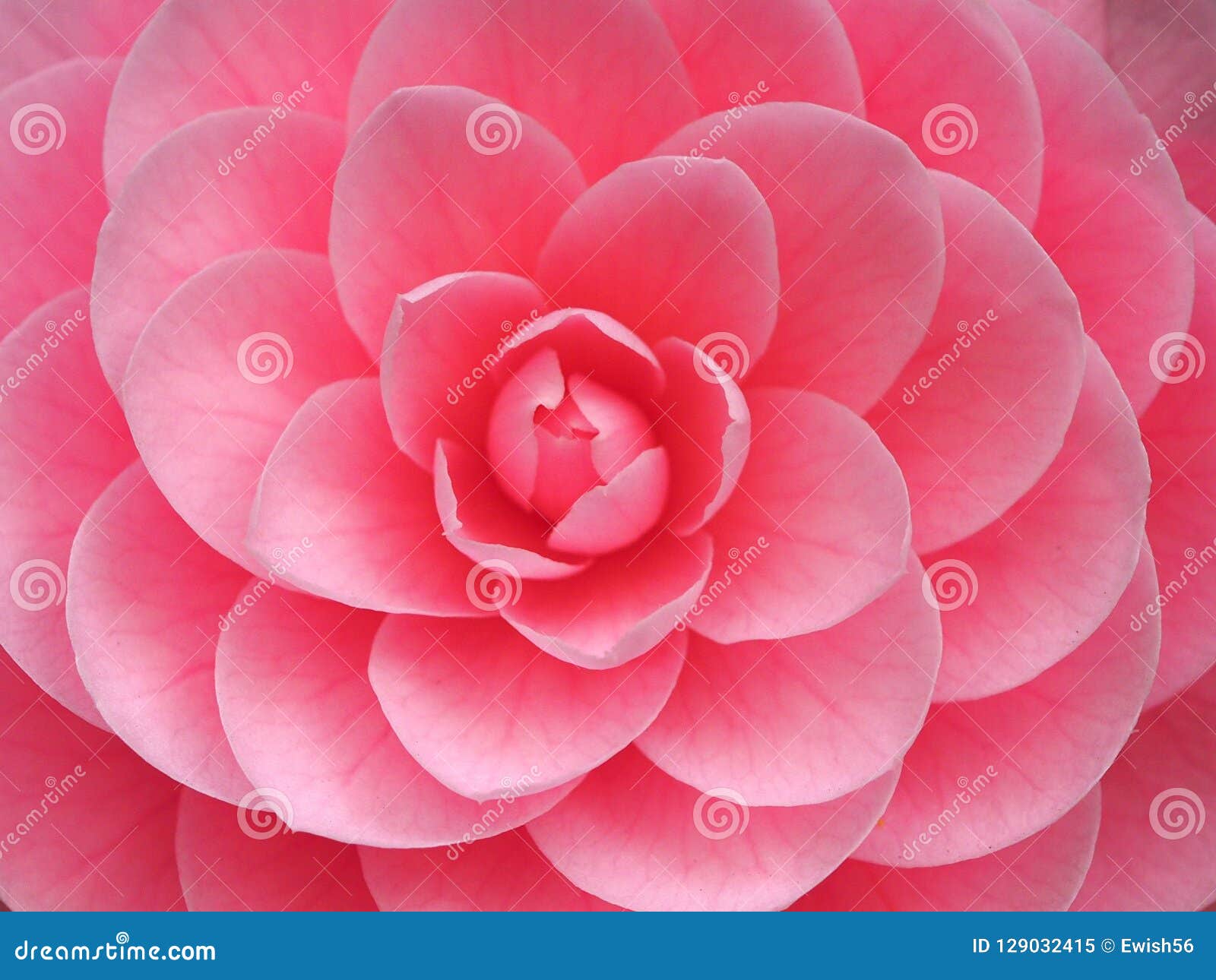 Otometsubaki or Tsubaki Flower Ccamellia Japonica Stock Image - Image ...