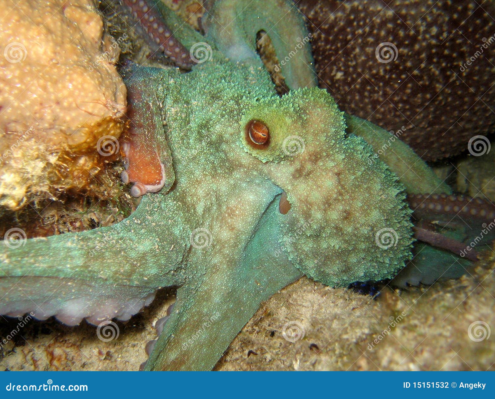 Otopus Night diving stock photo. Image of underwater - 15151532