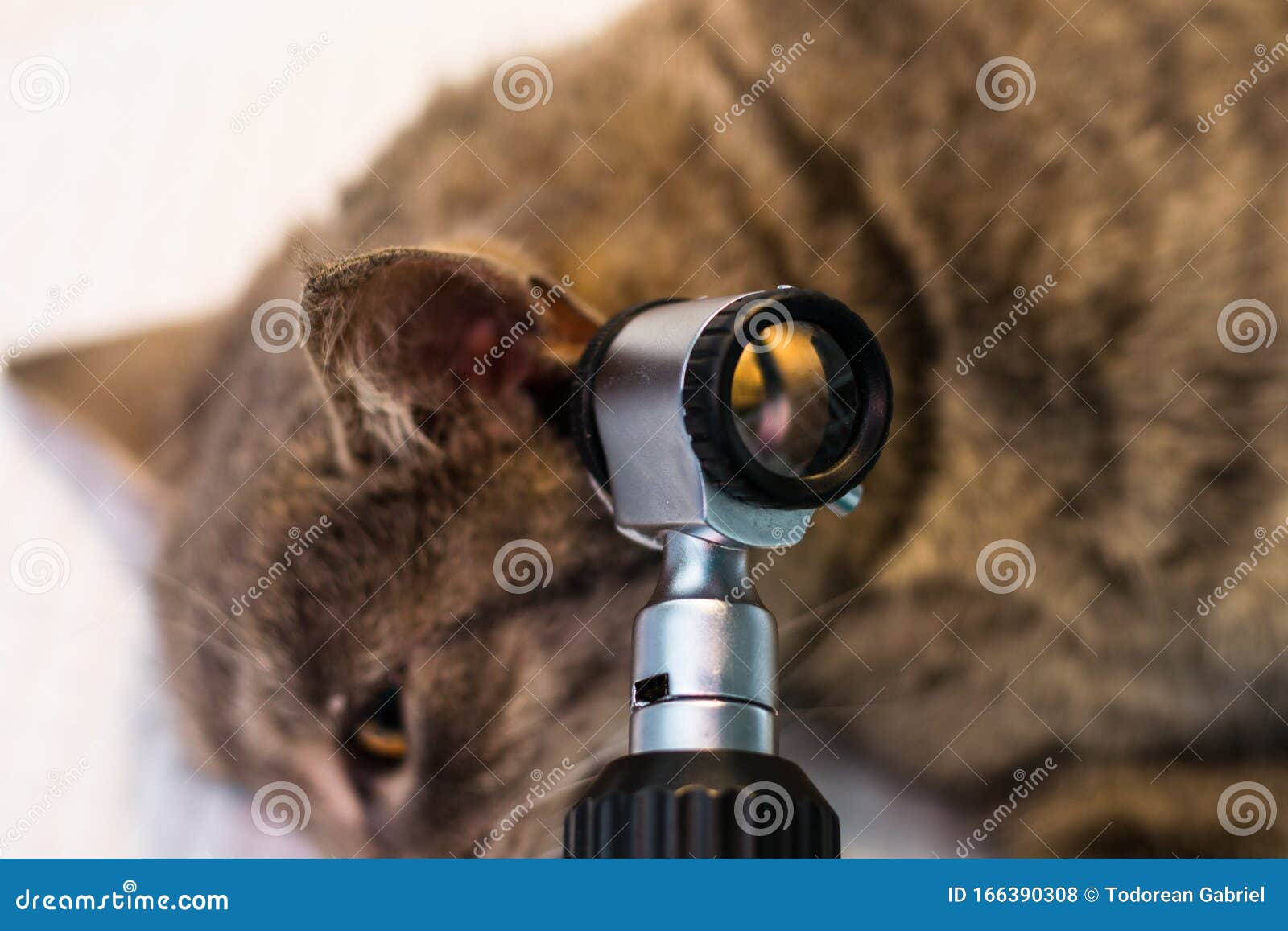 Otoscopic Examination of the Cat Ear with Otitis Stock Photo - Image of ...