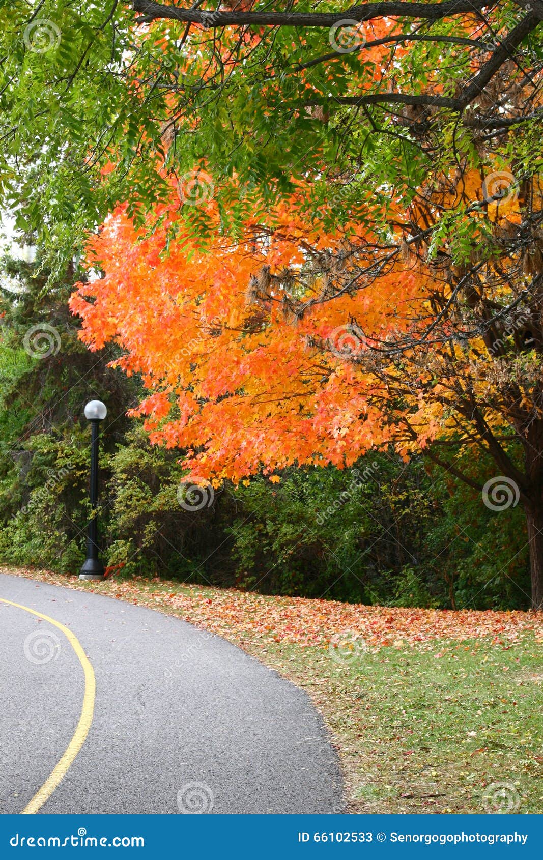 Ottawa Fall stock image. Image of ontario, deciduous - 66102533