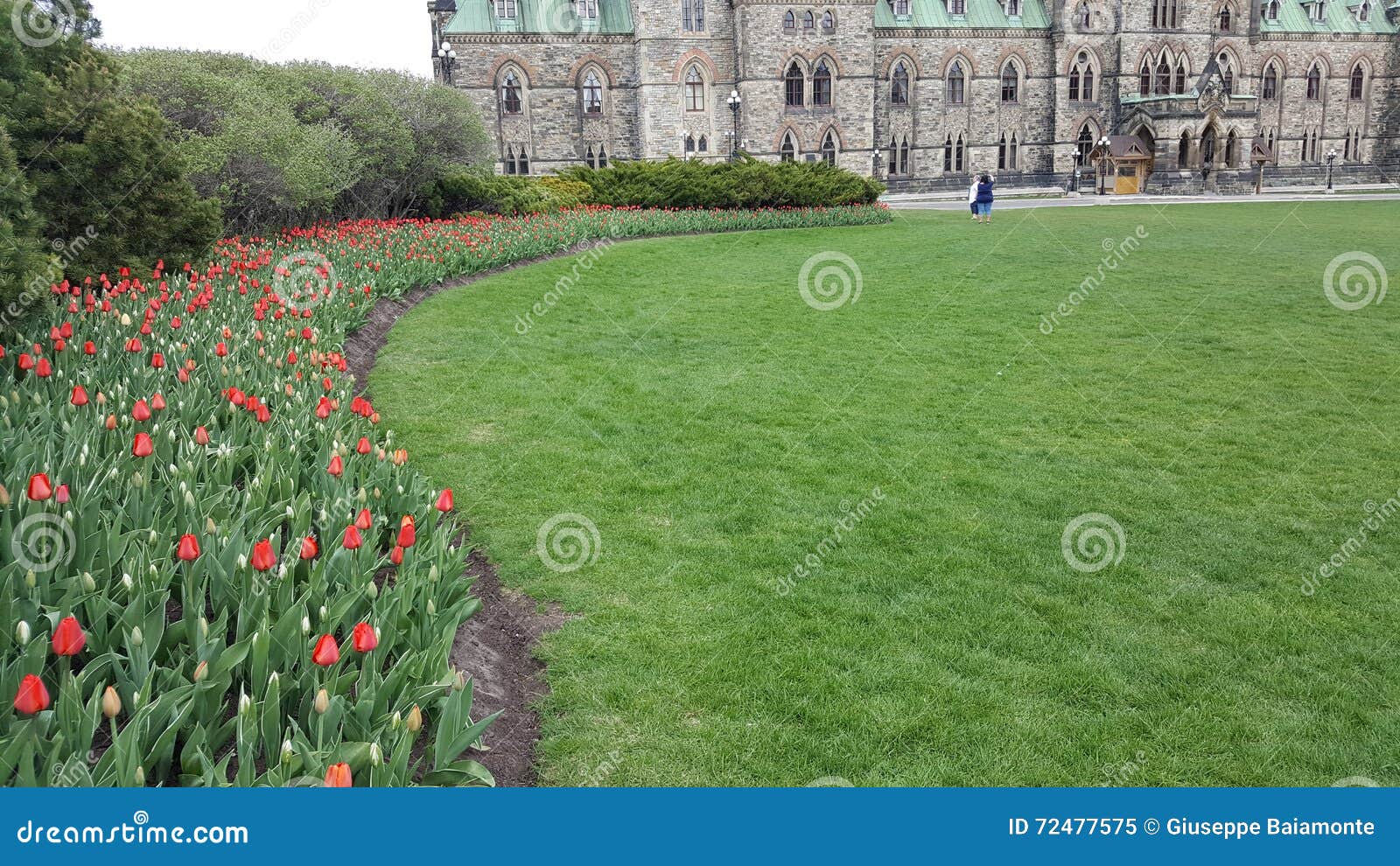Ottawa stock image. Image of tulips, spring, ottawa, parliament - 72477575