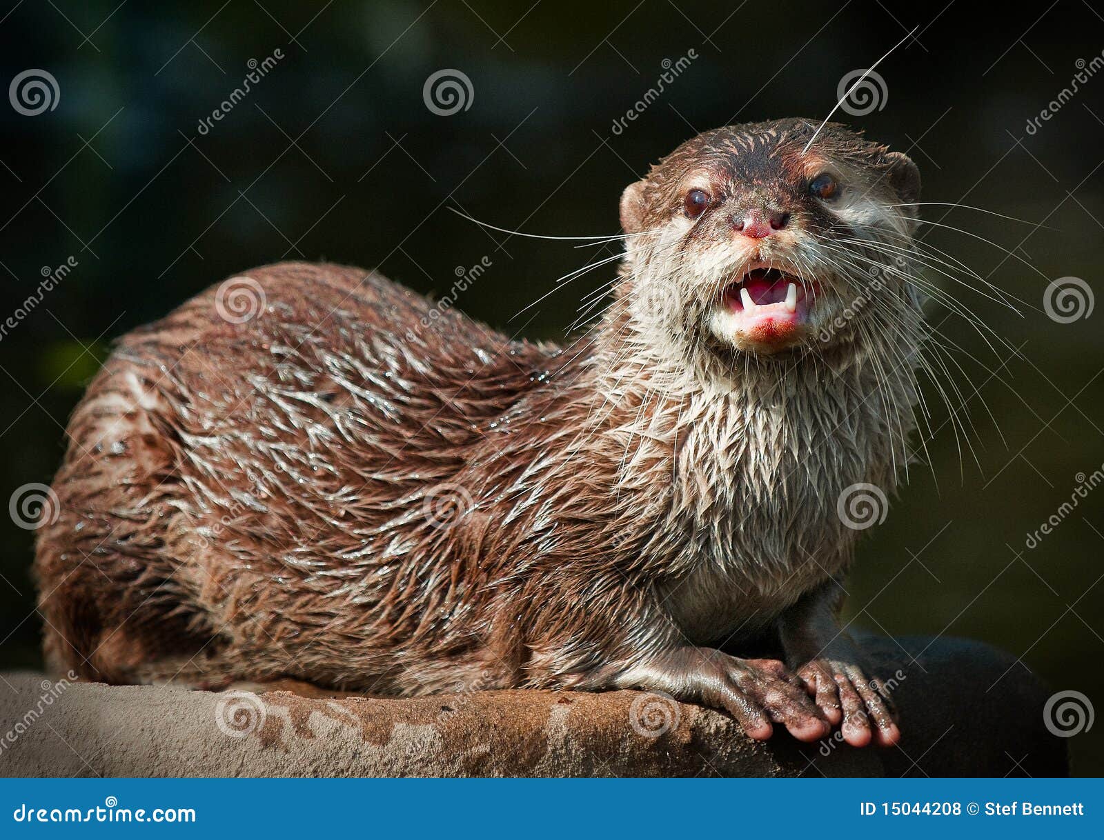 Otter stock photo. Image of asiaasian, furry, mammal - 15044208