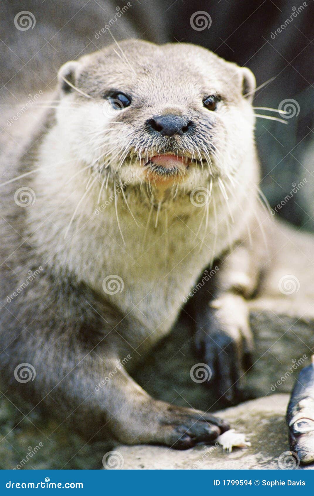 Otter stock photo. Image of otter, fish, relaxed, eyes - 1799594