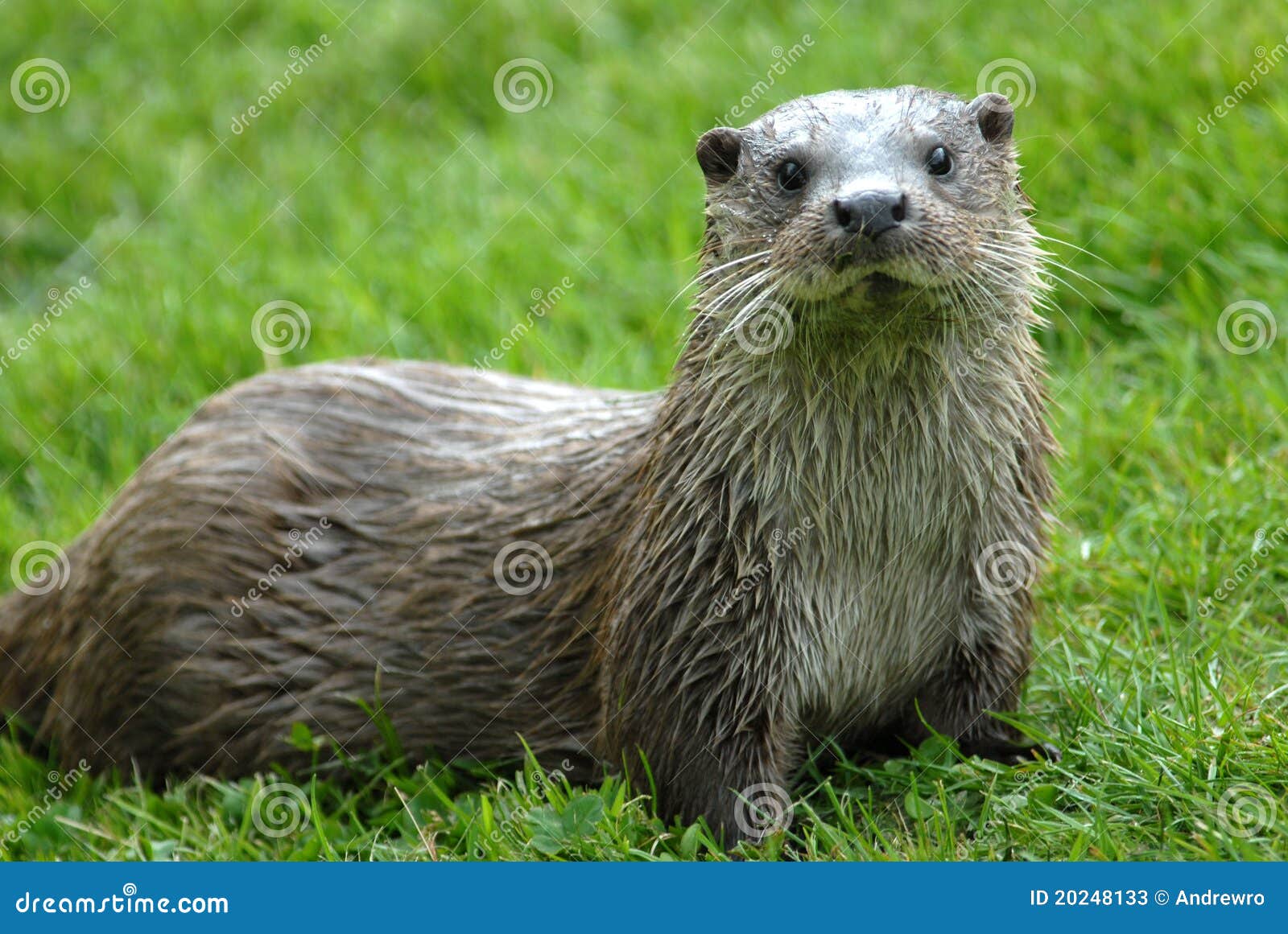 Otter stock image. Image of brown, cinereus, background - 20248133