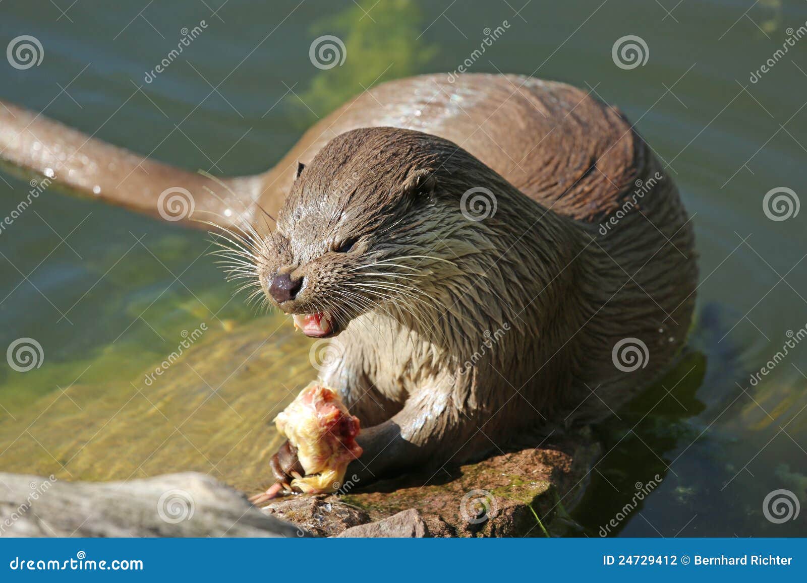 Otter stock photo. Image of nature, animals, outdoors - 24729412