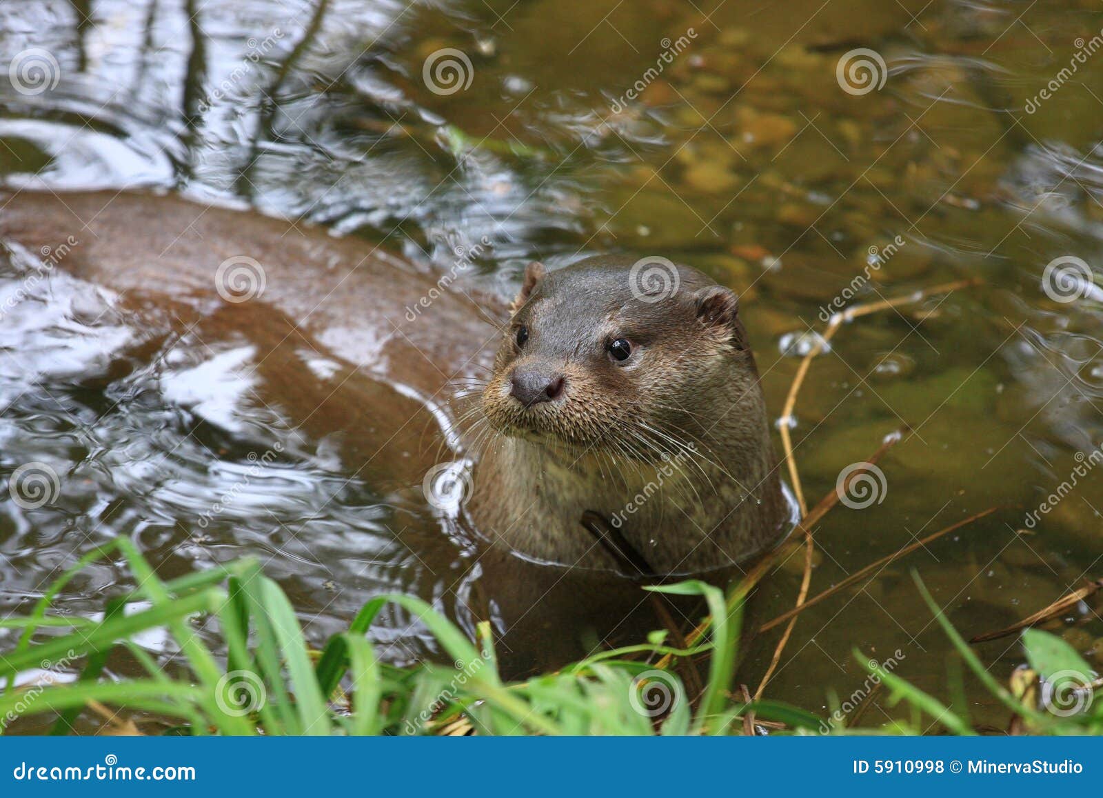 Otter stock photo. Image of beady, nature, relaxed, curious - 5910998