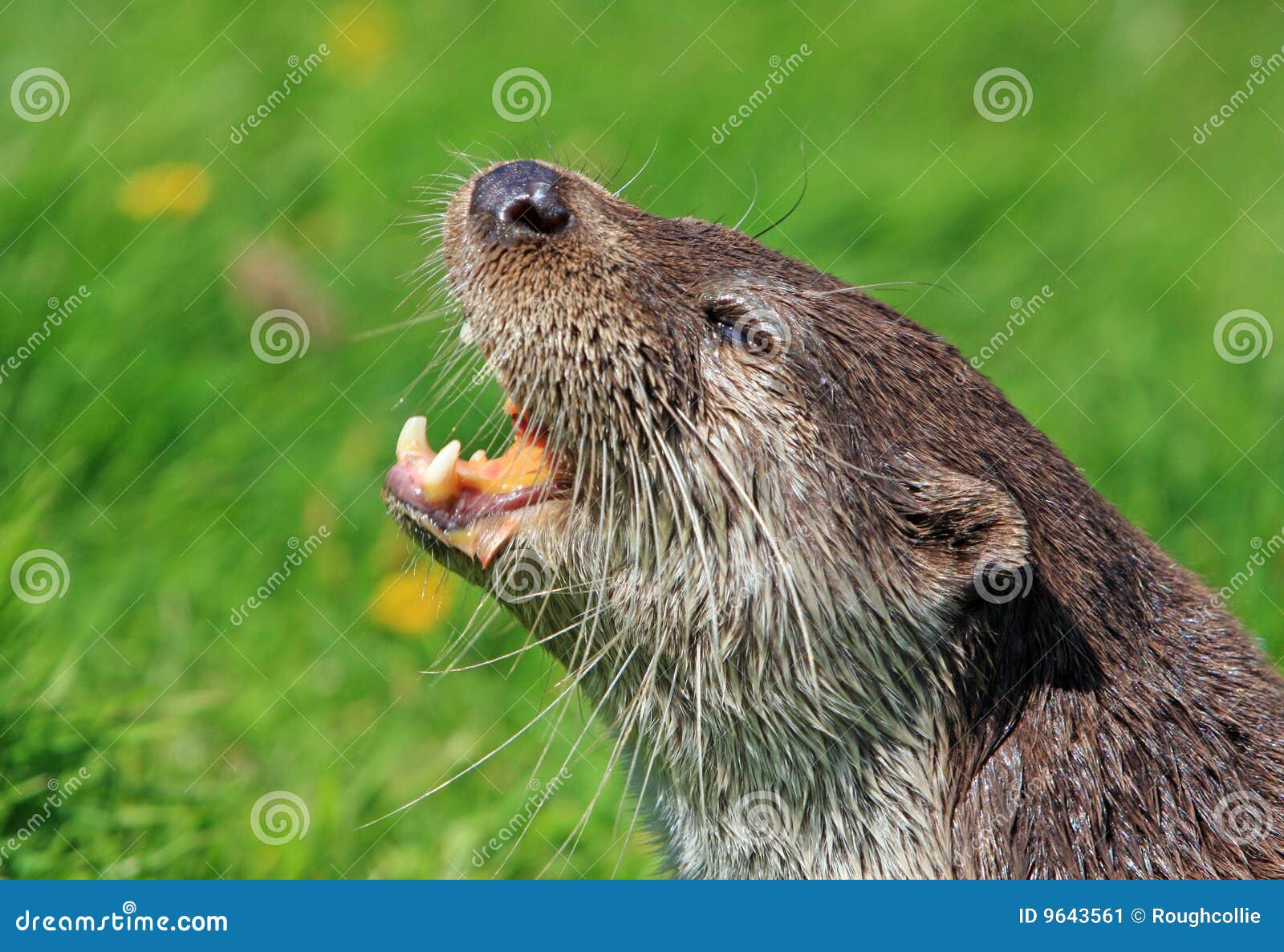 Otter stock image. Image of adorable, pretty, outdoors - 9643561