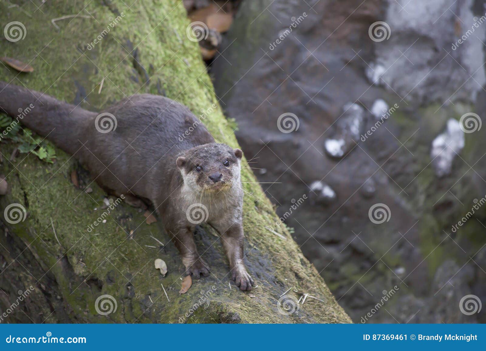 Otter stock image. Image of adorable, nature, friendly - 87369461