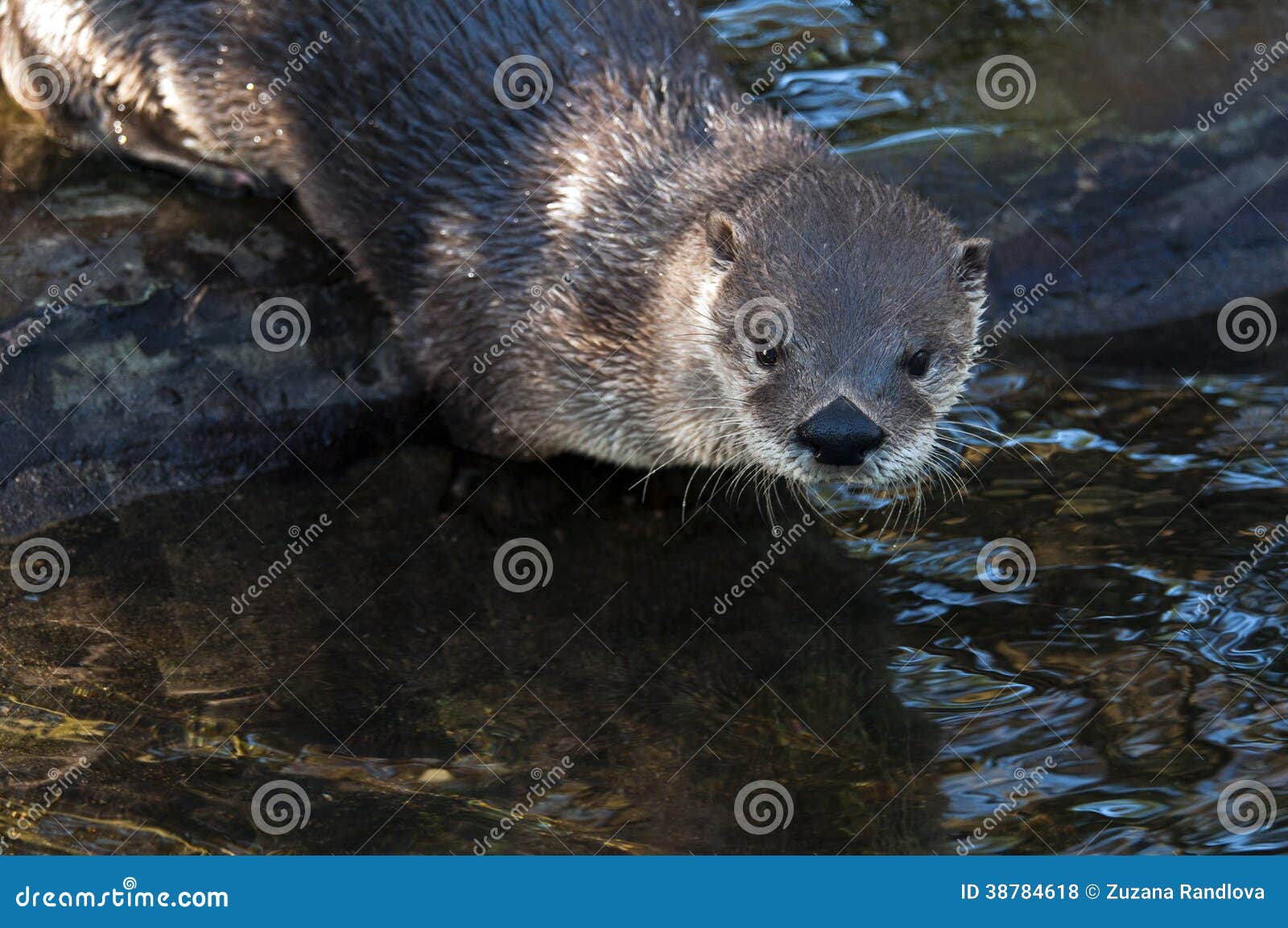 Otter stock photo. Image of brown, restless, animal, nature - 38784618