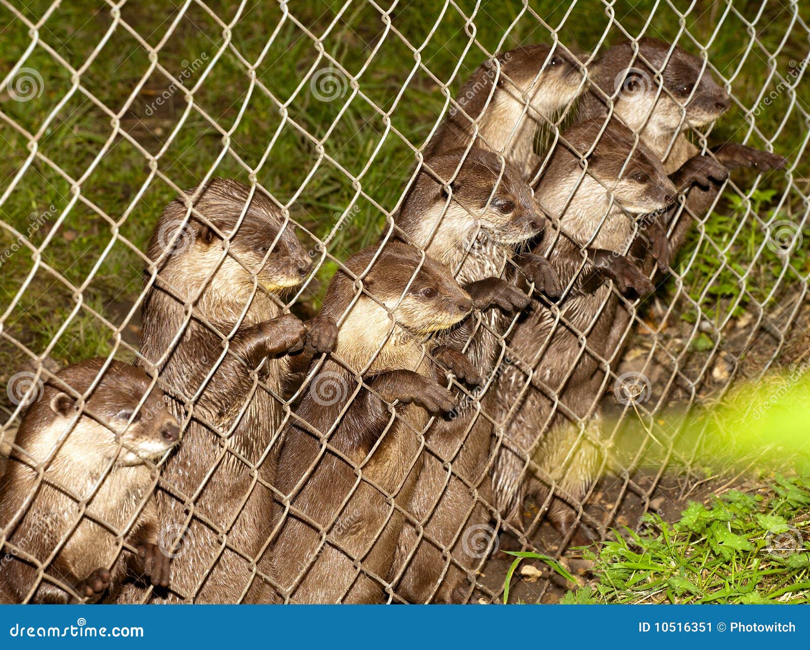Otter behind fence stock image. Image of nature, fence - 10516351