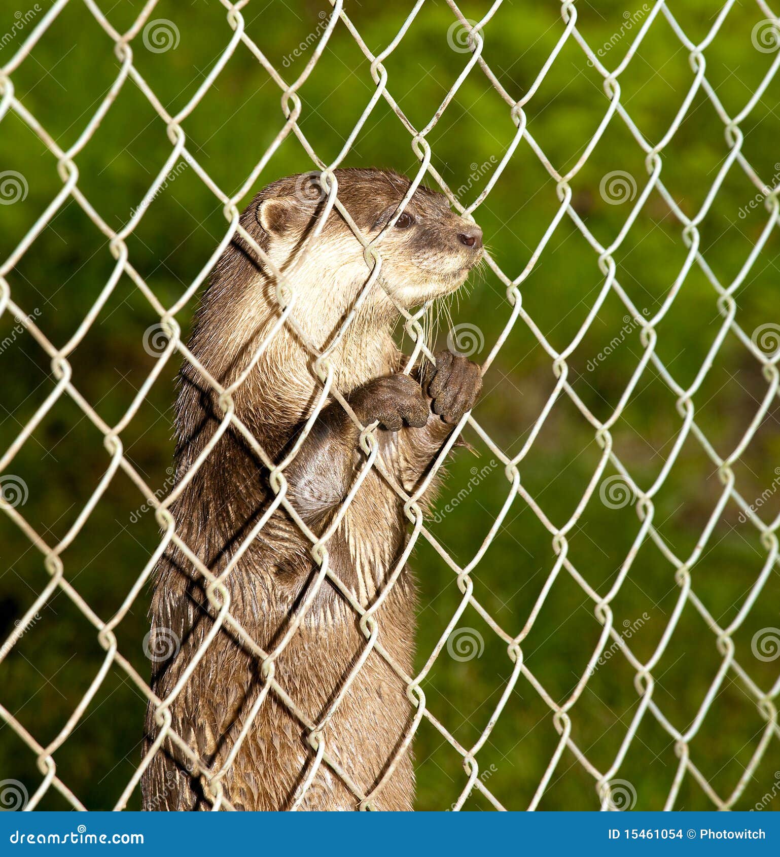 Otter behind fence stock photo. Image of mammal, fence - 15461054