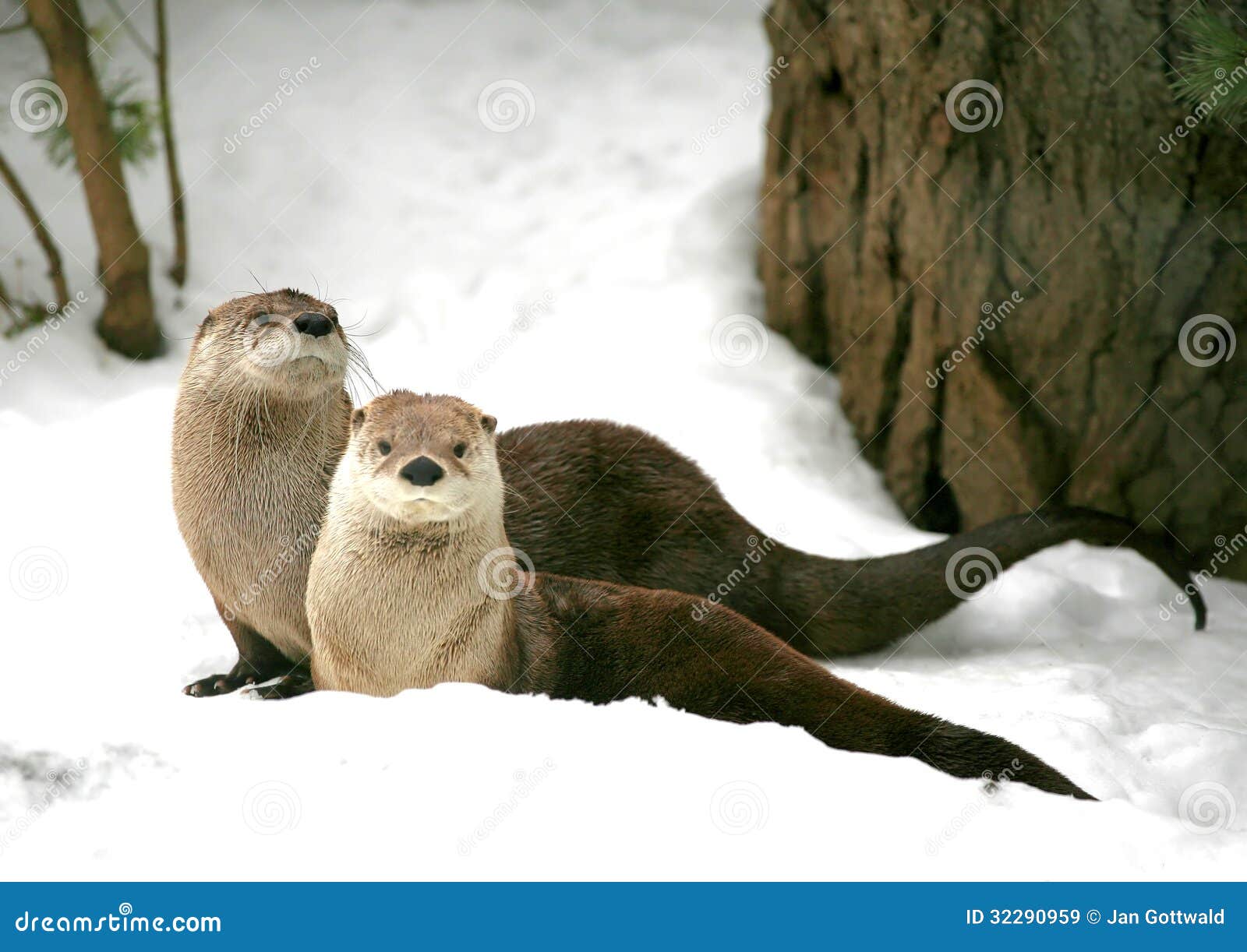 Otter stock image. Image of wildlife, snow, otter, nature - 32290959