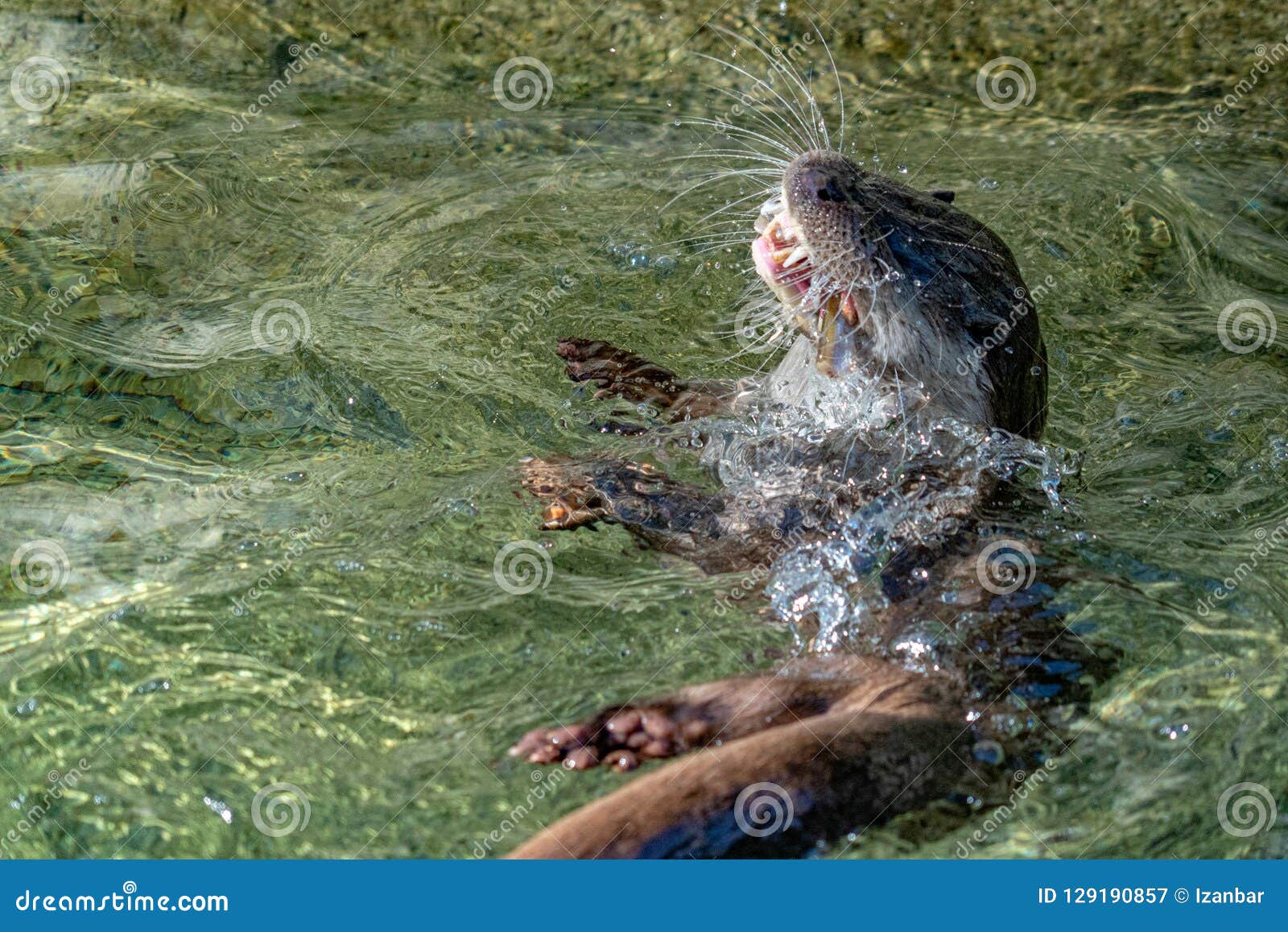 Otter Catching a Fish in the River Stock Image - Image of animal, head ...