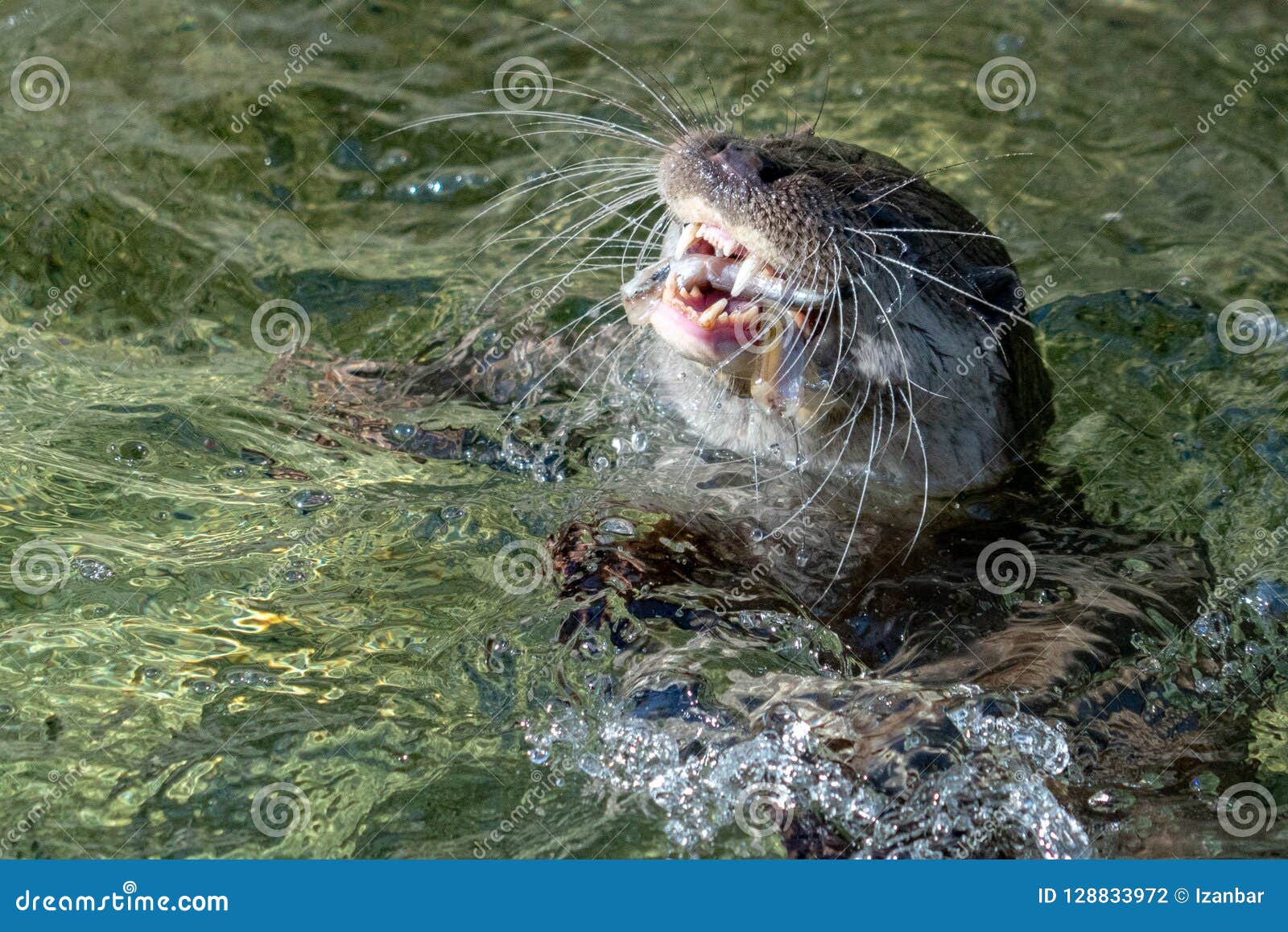 Otter Catching a Fish in the River Stock Photo - Image of close, wild ...