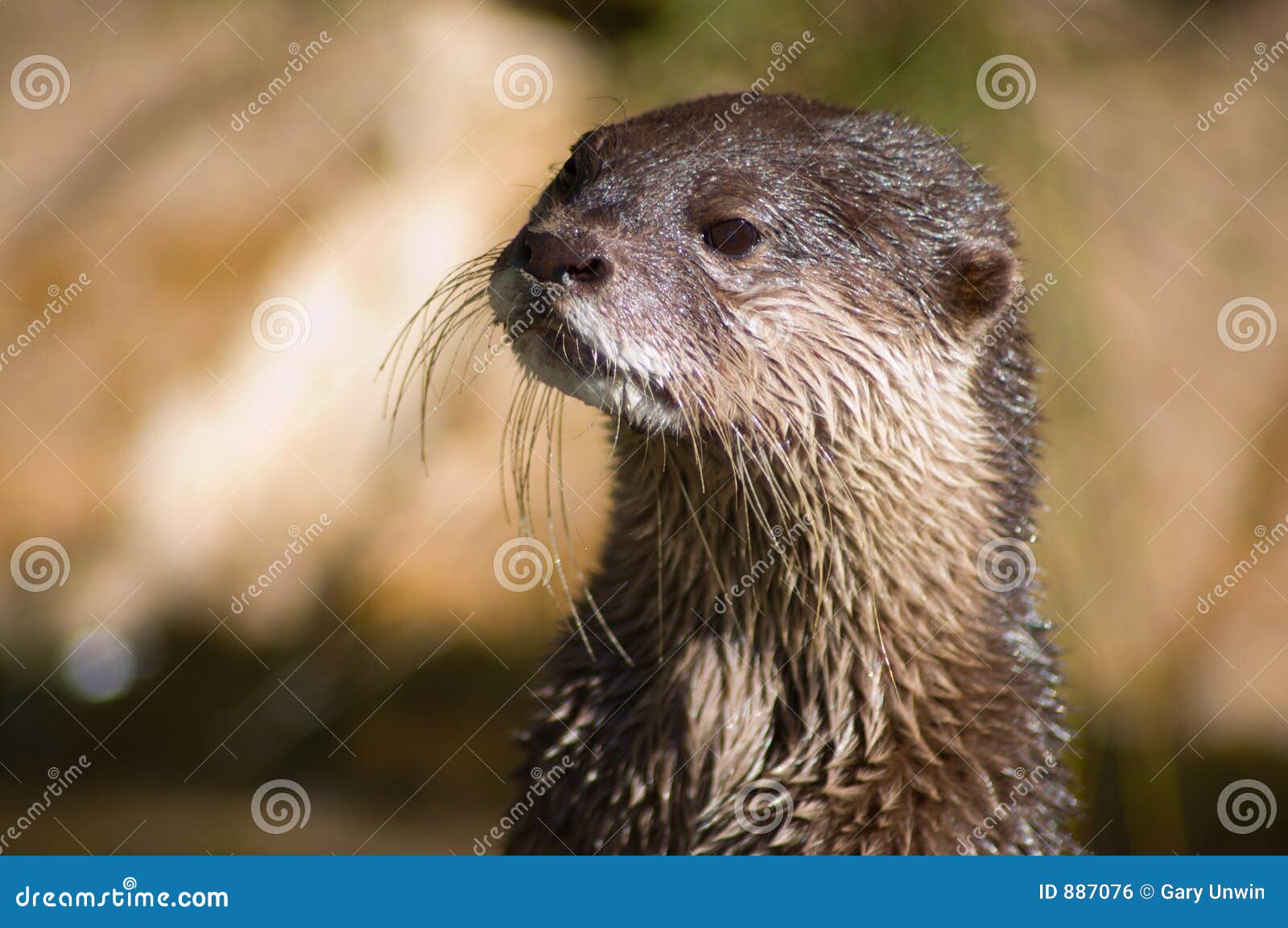 Otter Closeup stock photo. Image of carnivore, asia, closeup - 887076