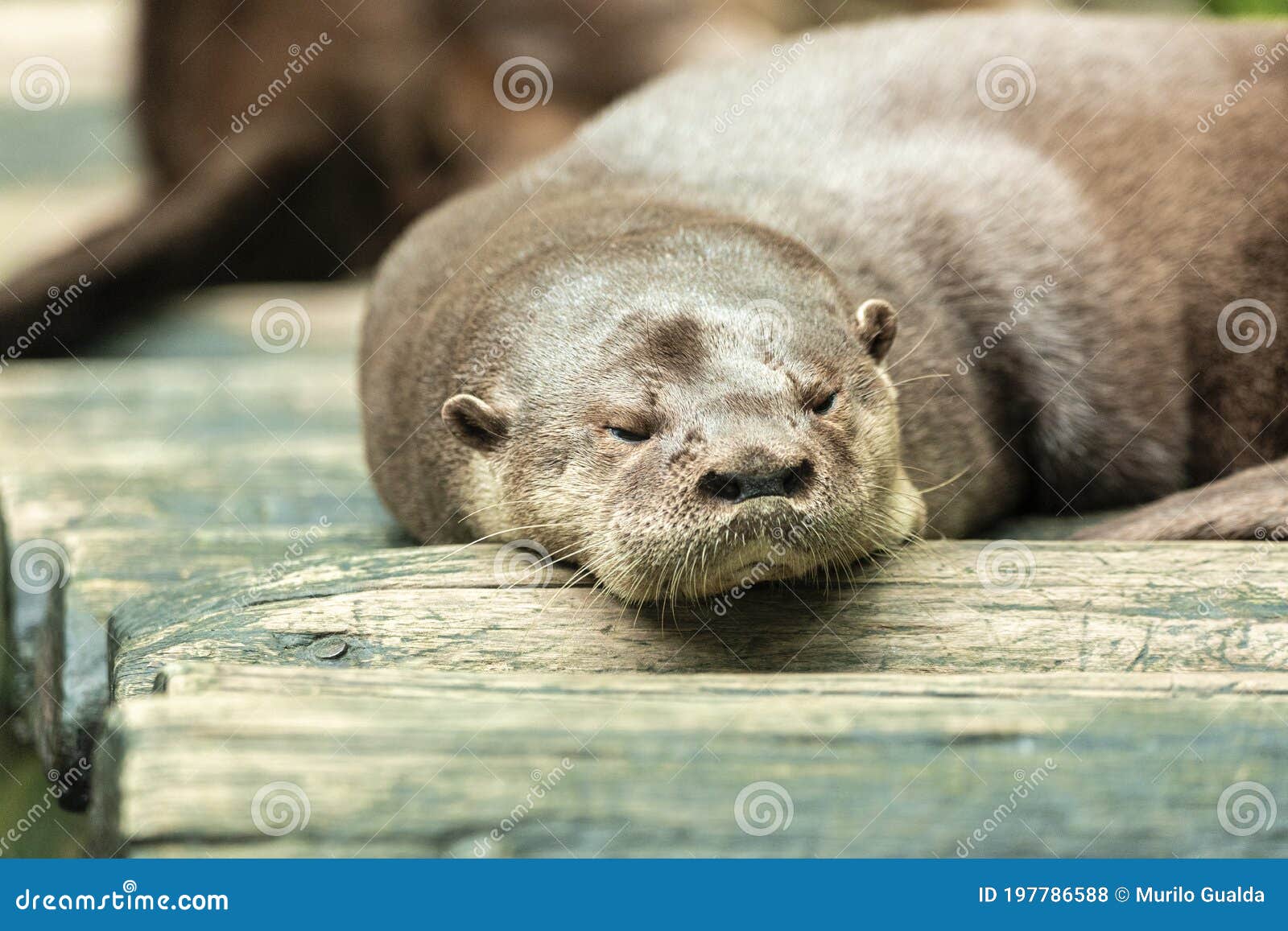 Otter Couple Sleeping after Lunch Stock Photo - Image of looking ...