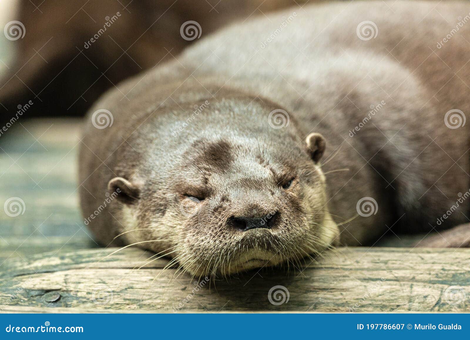 Otter Couple Sleeping after Lunch Stock Image - Image of looking ...
