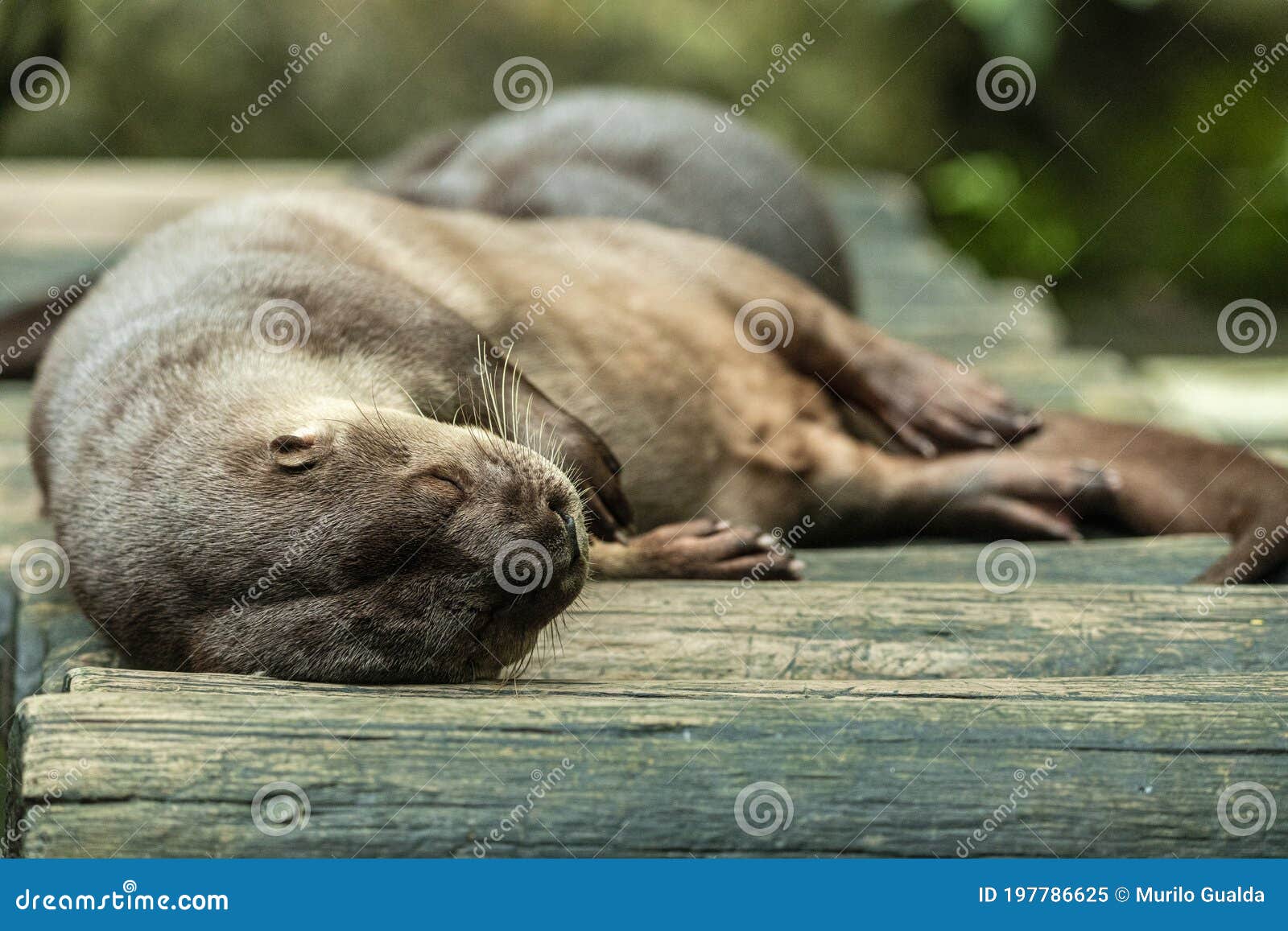 Otter Couple Sleeping after Lunch Stock Image - Image of couple, clawed ...