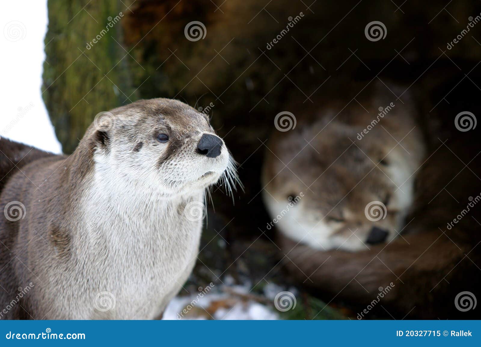 Otter couple in winter stock image. Image of brown, mammal - 20327715