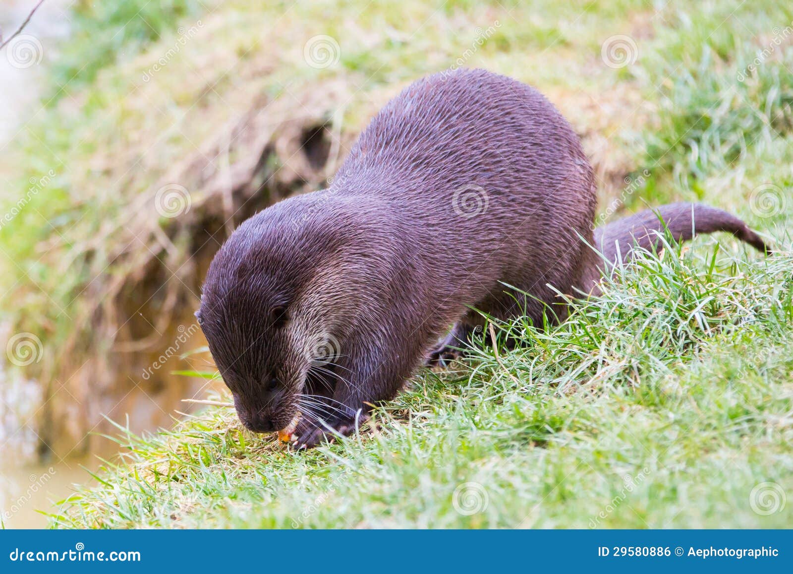 Otter eating stock photo. Image of eating, grass, lutrinae - 29580886
