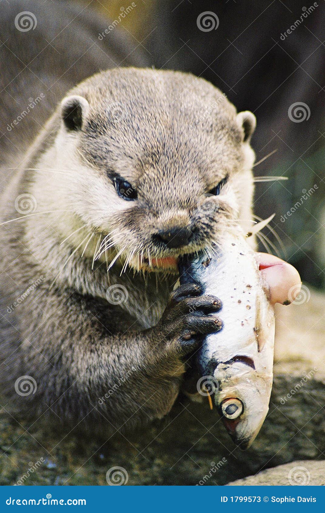 Otter eating a fish stock image. Image of fish, sharp - 1799573