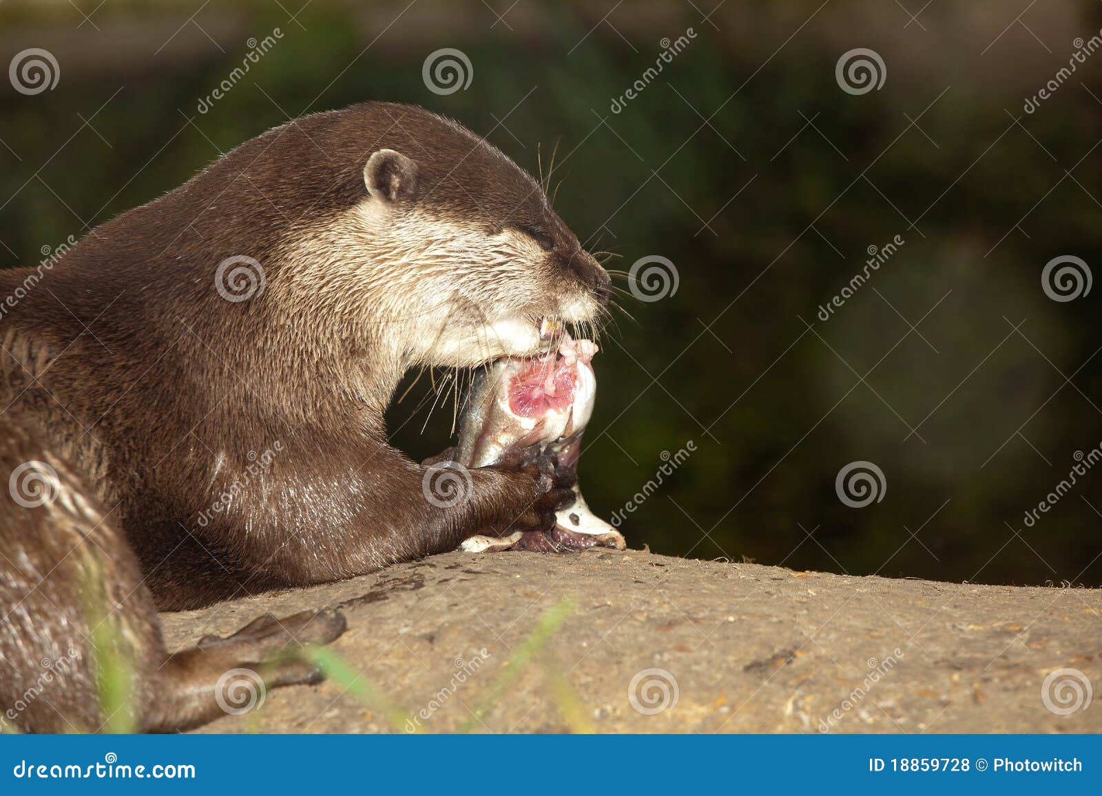 Otter eating fish stock photo. Image of eating, animal - 18859728