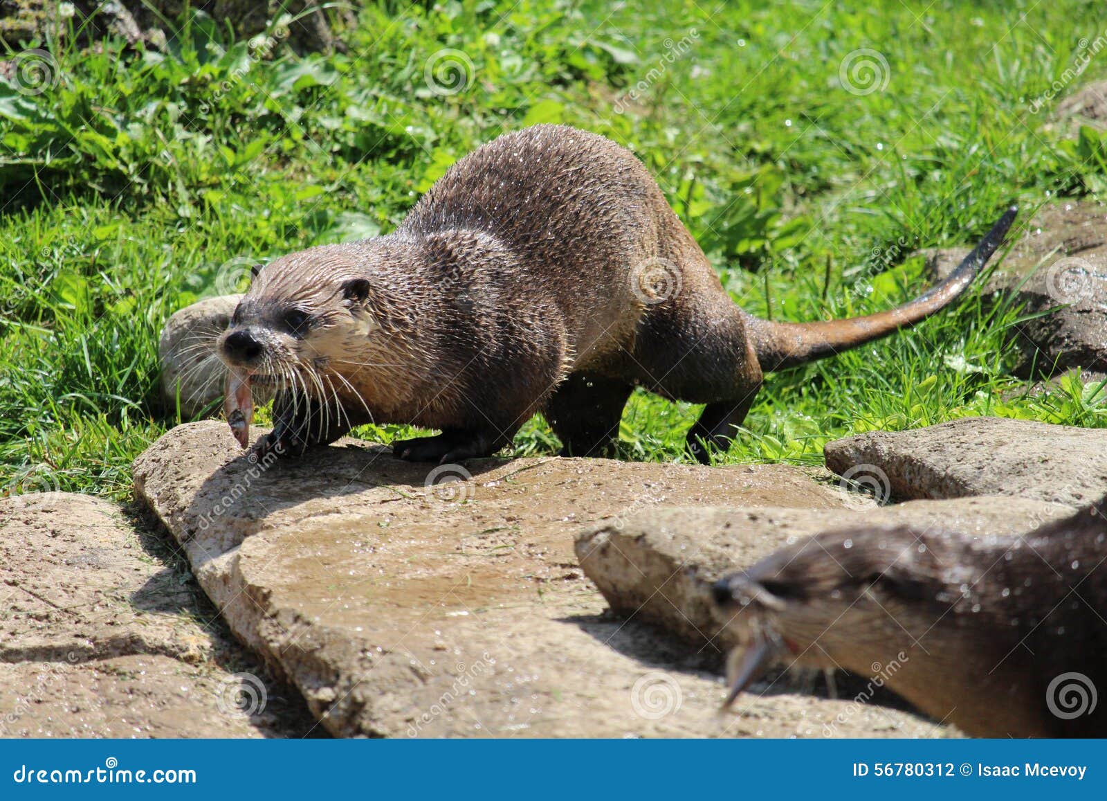 Otter eating fish stock photo. Image of teeth, mammal - 56780312