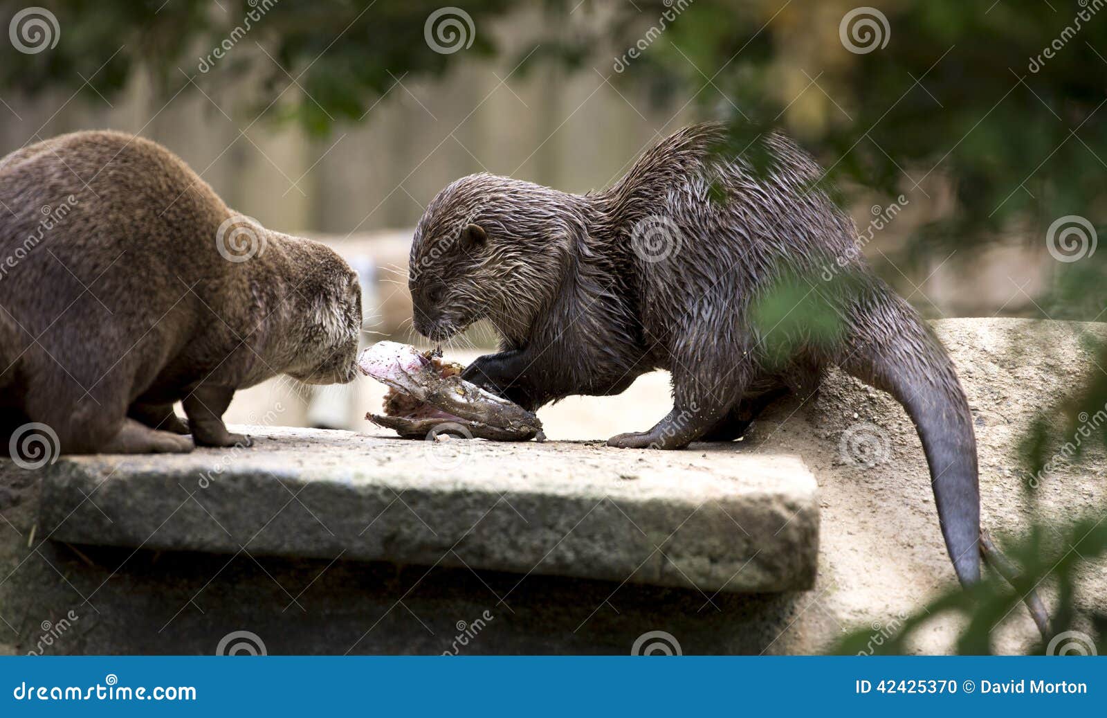 Otter eating fish stock photo. Image of stone, carcase - 42425370