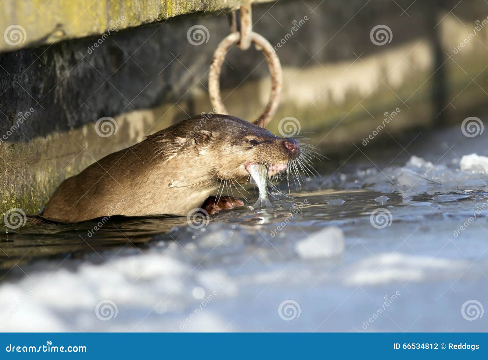 Otter eating fish stock photo. Image of river, eating - 66534812