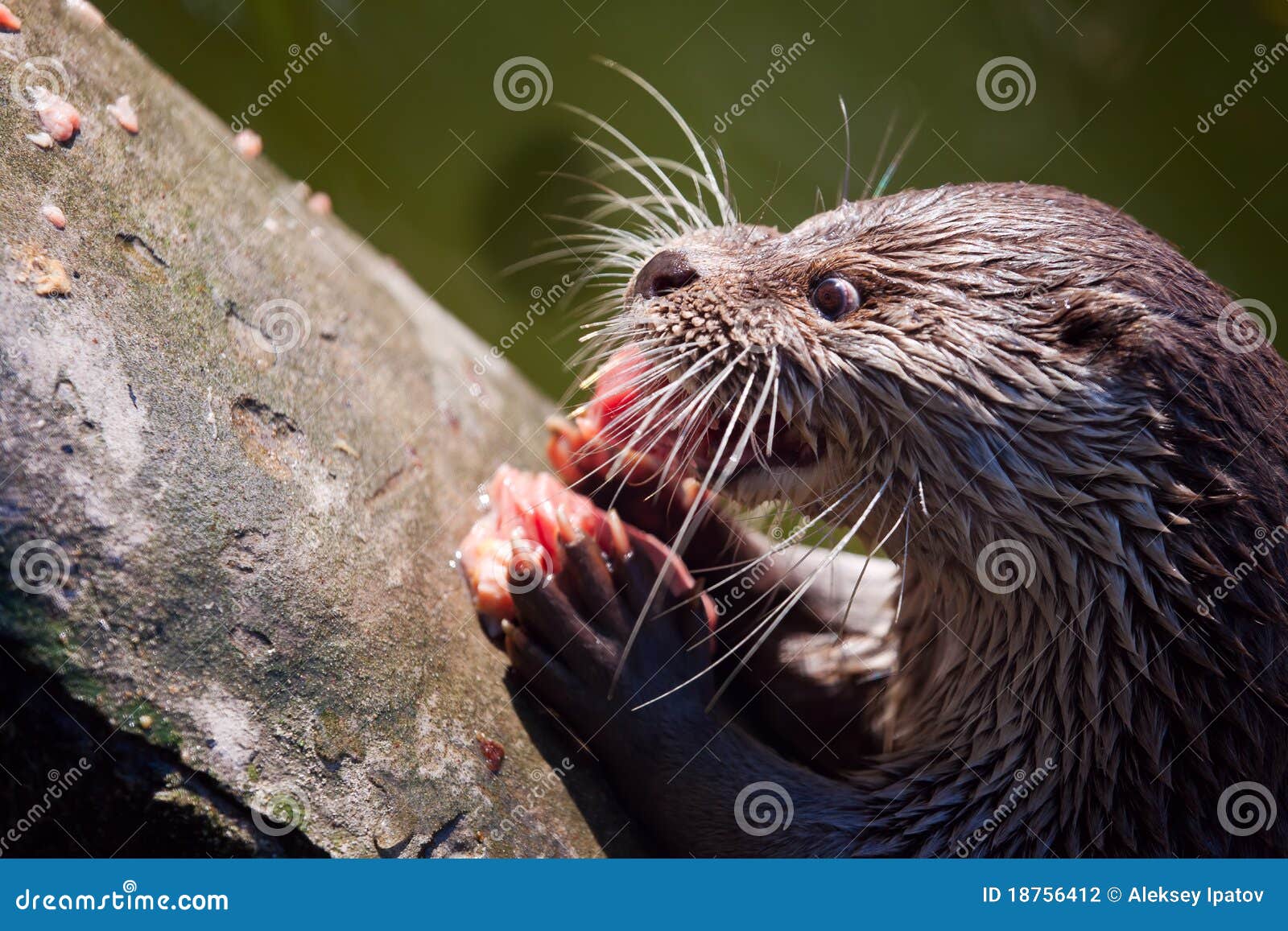 Otter eating meat stock photo. Image of cuddly, water - 18756412