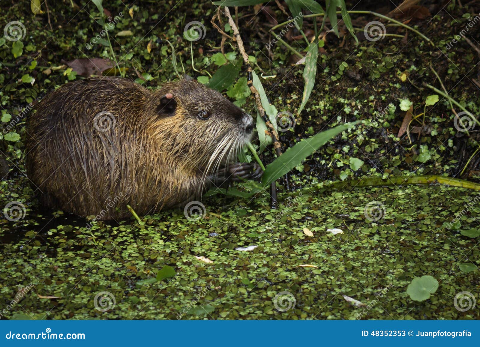 Otter eating stock image. Image of marsh, lutrinae, otter - 48352353