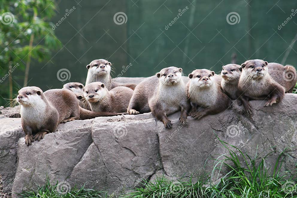Otter family stock image. Image of mammal, family, otter - 117087
