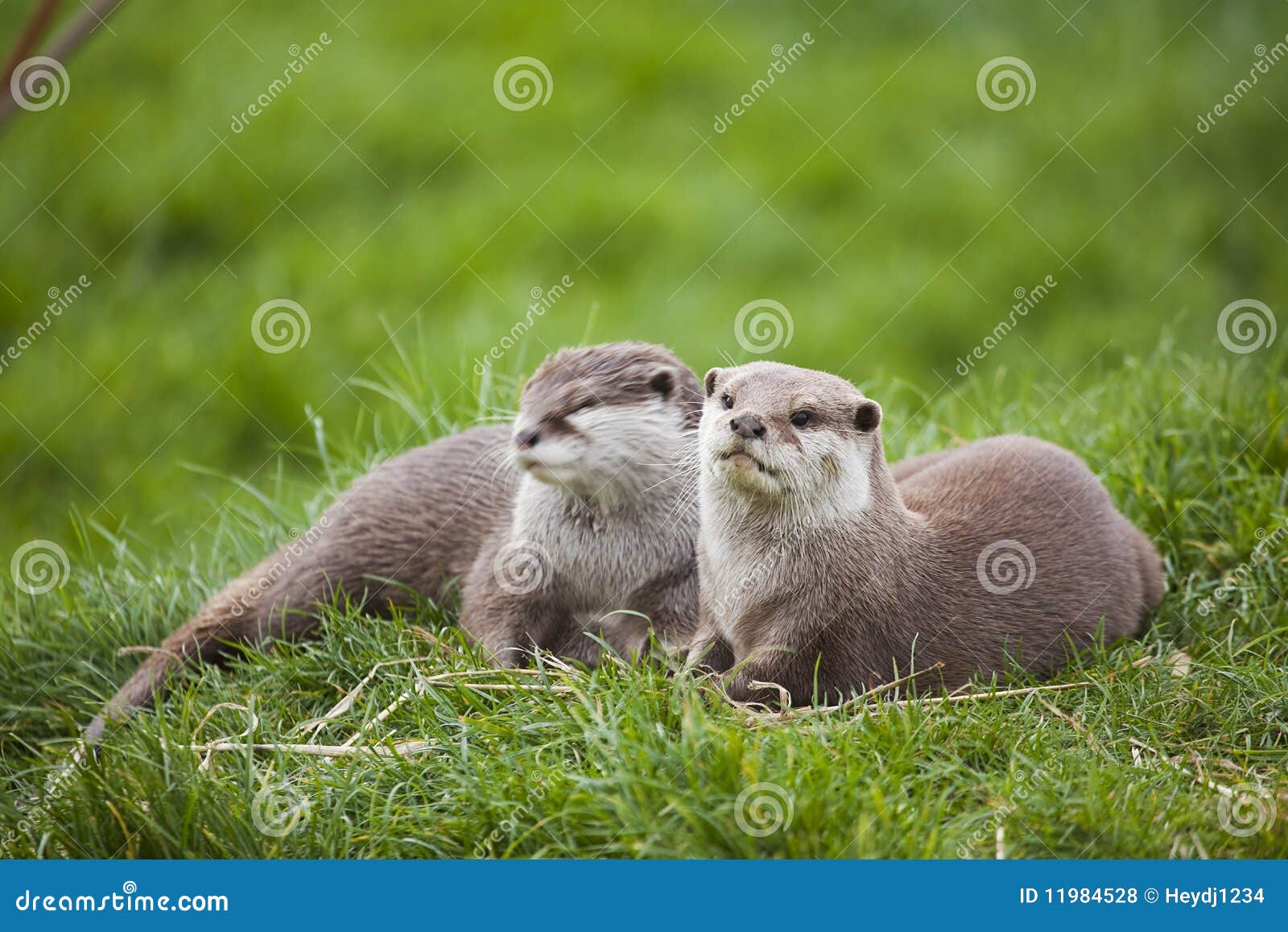 Otter Family stock photo. Image of grass, rare, otter - 11984528