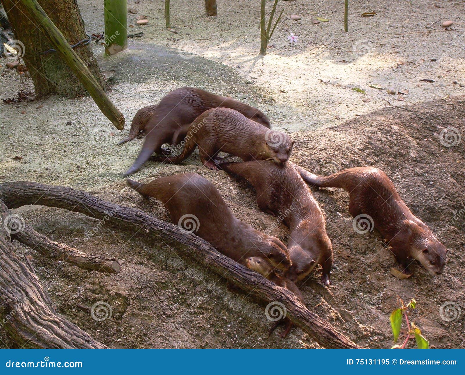 Family Of Otters Lie Together Hugging Basking, Two Otters Floating Hold Paws. Stock Photography ...