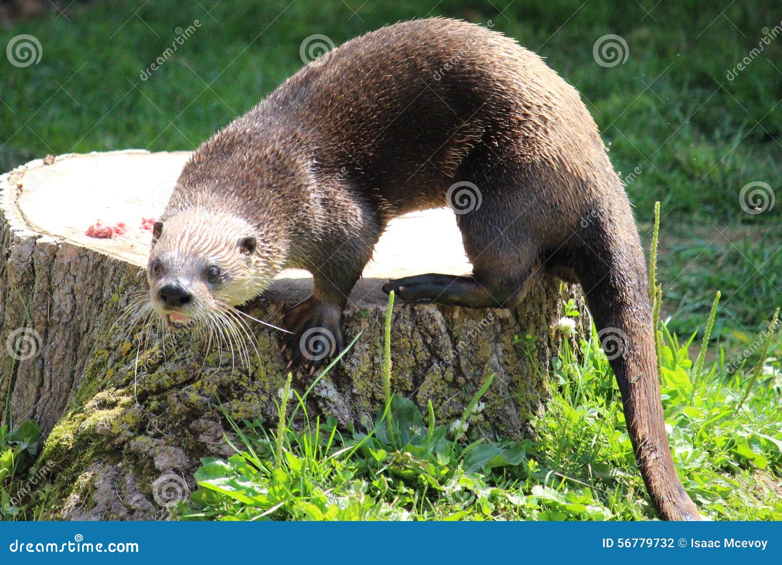 Otter stock photo. Image of growls, mammal, stump, tail - 56779732