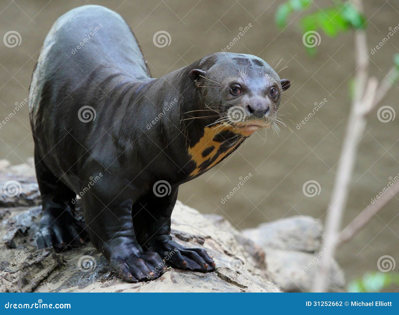 Otter stock photo. Image of blurred, river, giant, otter - 31252662