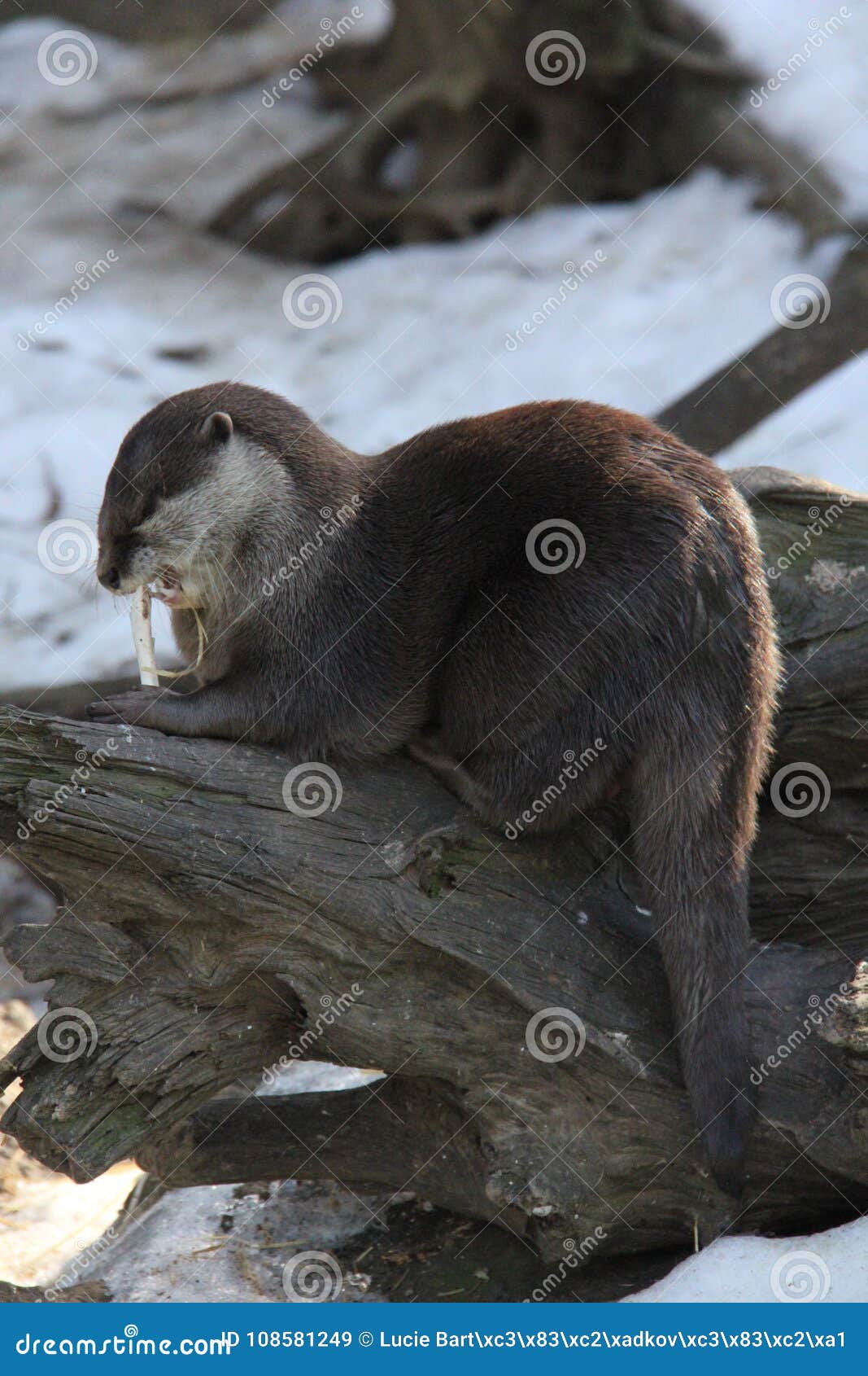 Eating Eurasian River Otter. Stock Image - Image of zooanimals, white ...
