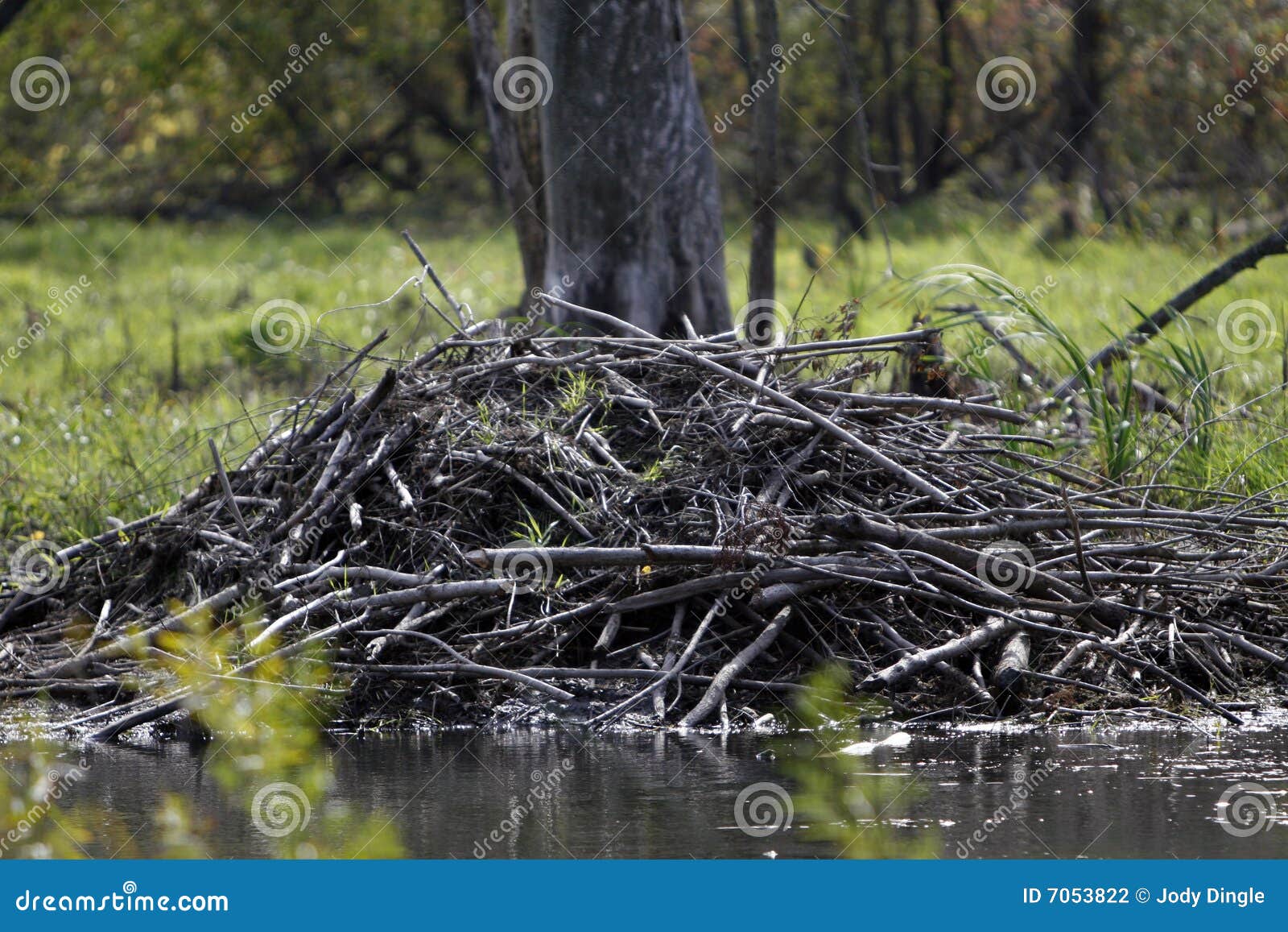 Otter Home stock photo. Image of distant, clear, grass - 7053822