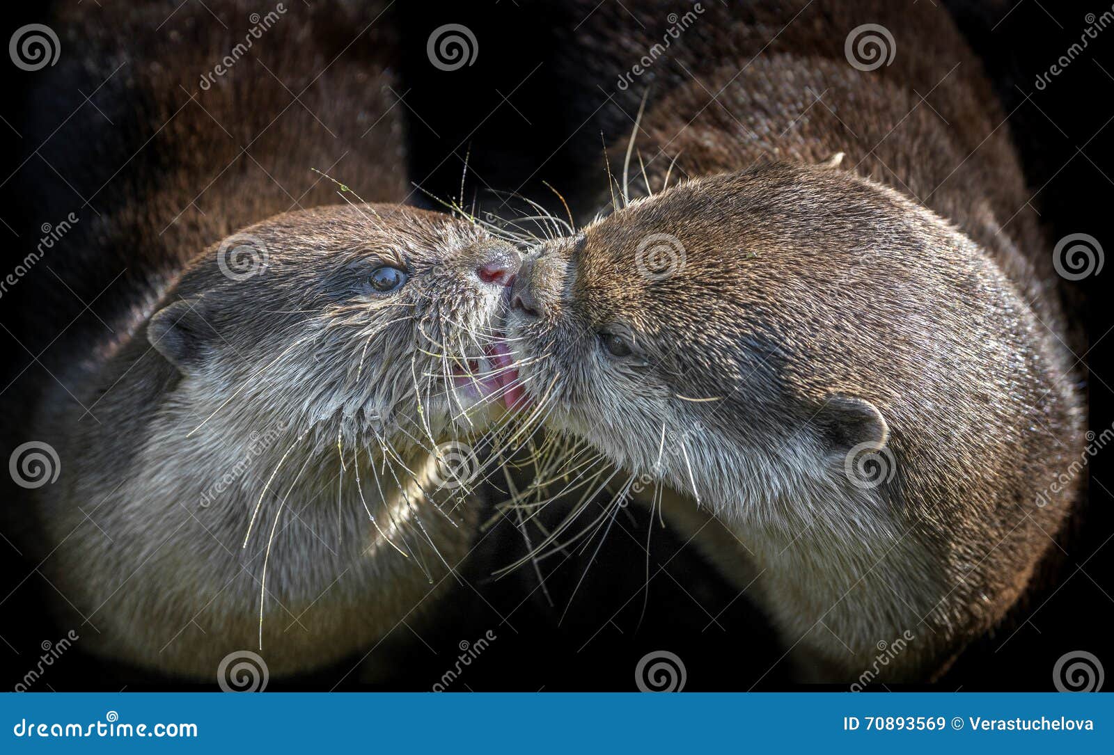 Otter Kissing (Aonyx Cinerea) Stock Image - Image of lake, portrait ...