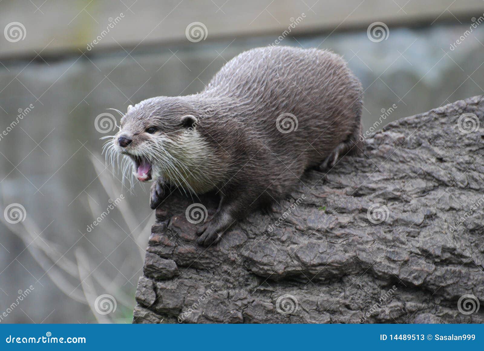Otter on Log stock image. Image of mammal, mouth, animal - 14489513