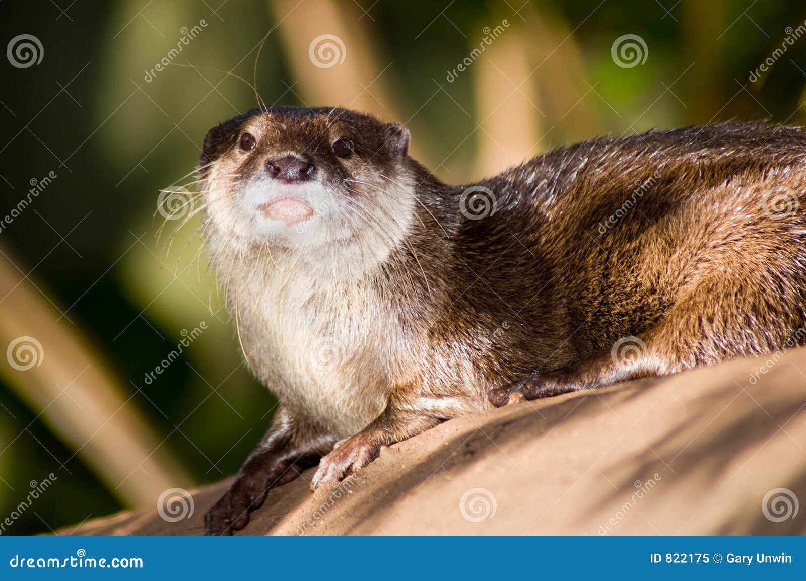 Otter on a Log stock image. Image of brown, clawed, asia - 822175