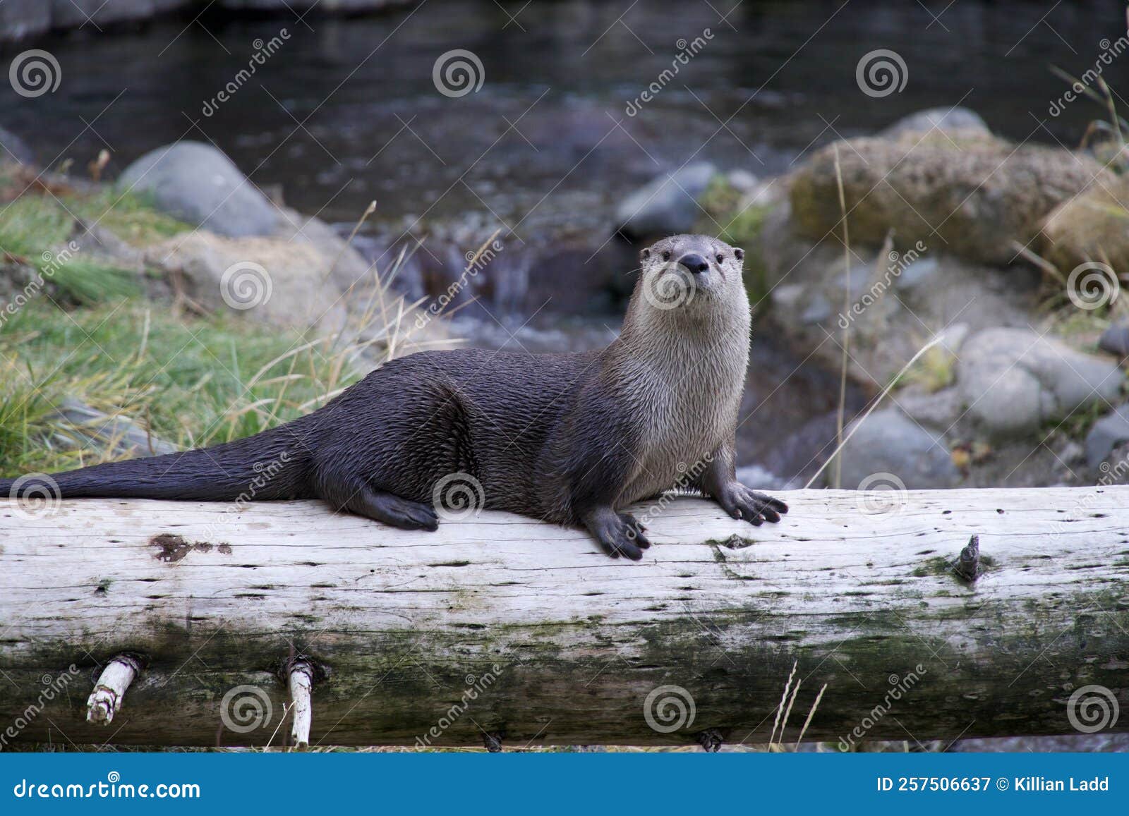 Otter on a log. stock image. Image of wildlife, sitting - 257506637