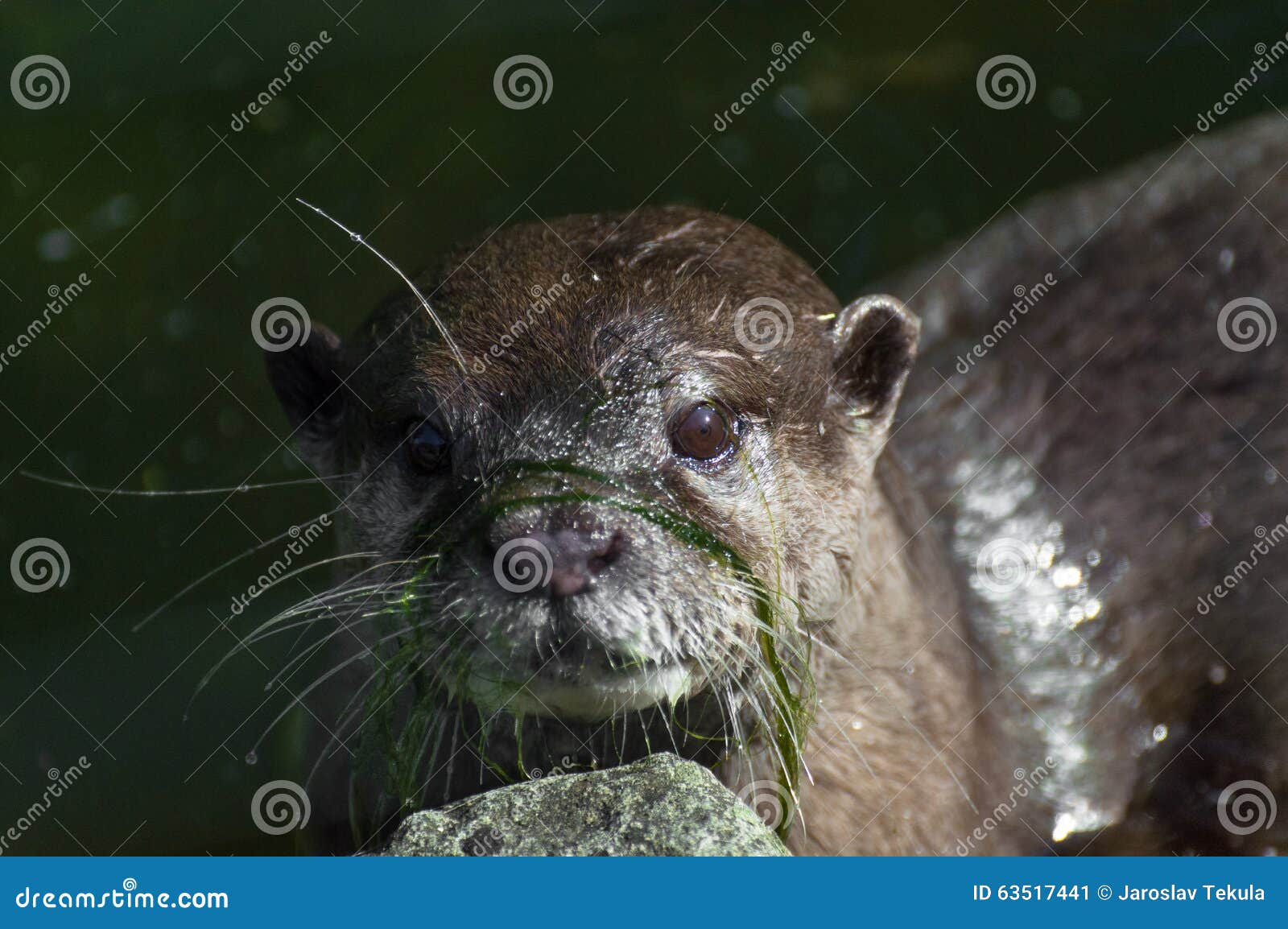 Otter Model with Pretty Face Stock Image - Image of eyes, mammals: 63517441