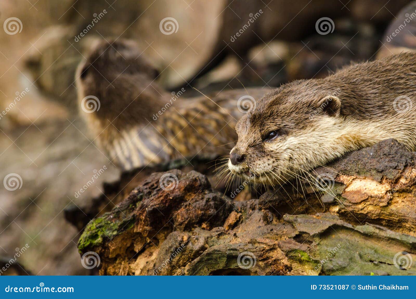 Otter in nature stock image. Image of cute, nose, britain - 73521087