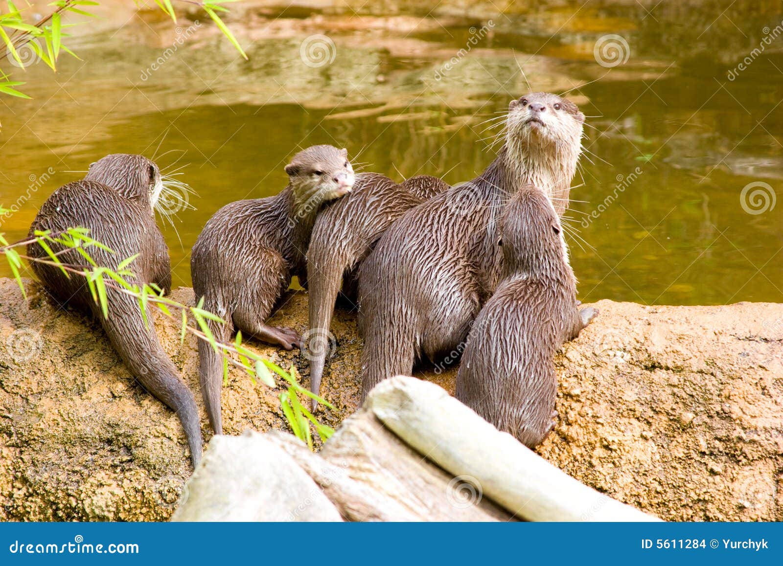 Otter with offspring stock photo. Image of enhydra, brown - 5611284